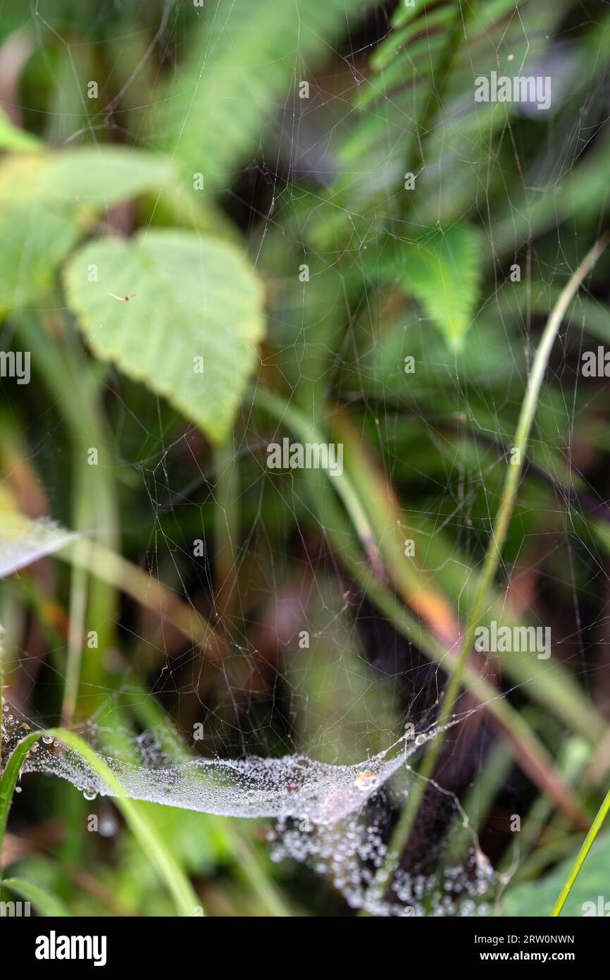 Sheet weaver (Linyphiidae), clearly visible fall threads above the web ...