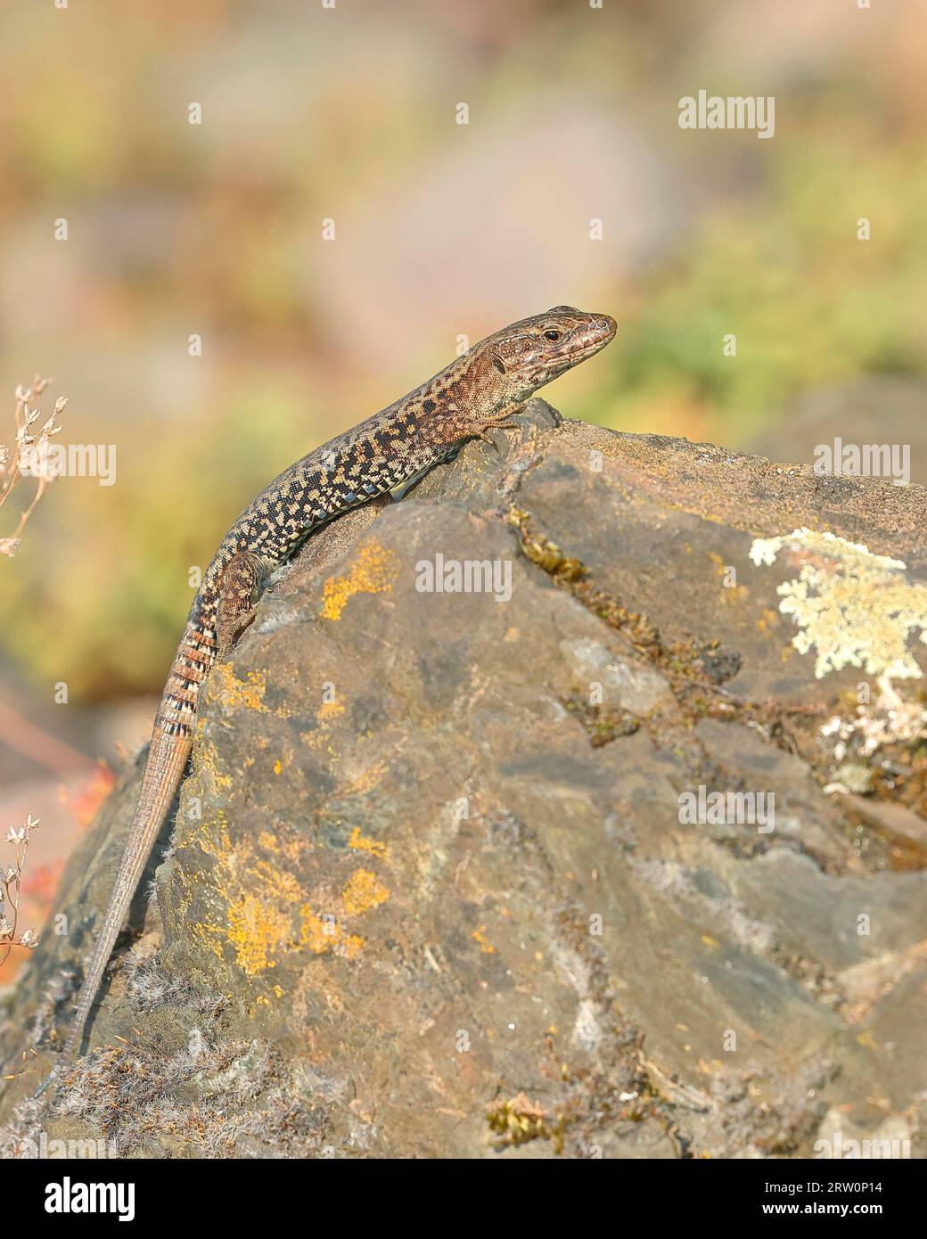Common wall lizard, European wall lizard (Podarcis muralis), male ...