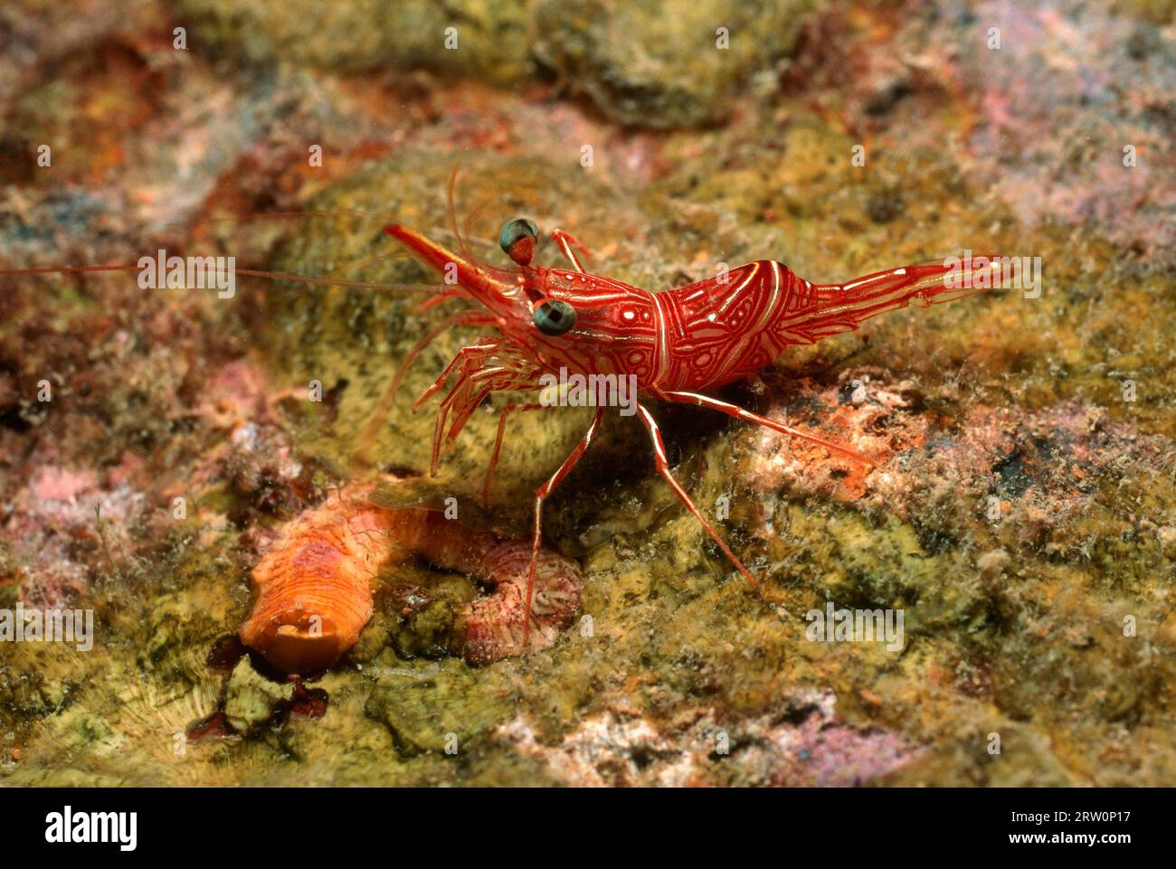 Similian islands thailand hi-res stock photography and images - Alamy