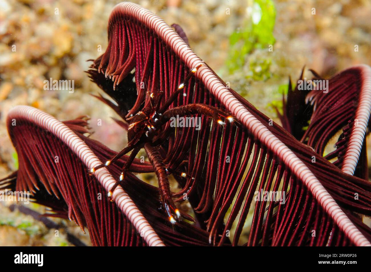 Feather star (Comatulida) crab (Allogalathea babai) climbing on arms of ...