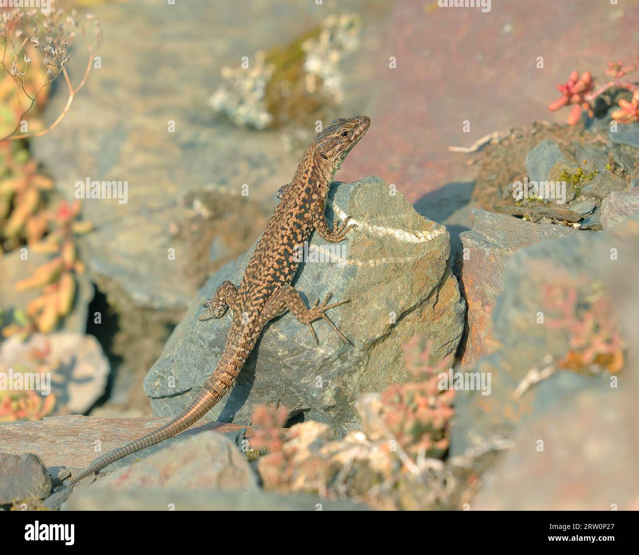 Common wall lizard, European wall lizard (Podarcis muralis), male ...