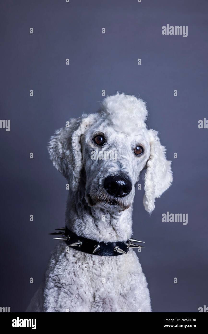 Cologne punk hi-res stock photography and images - Alamy