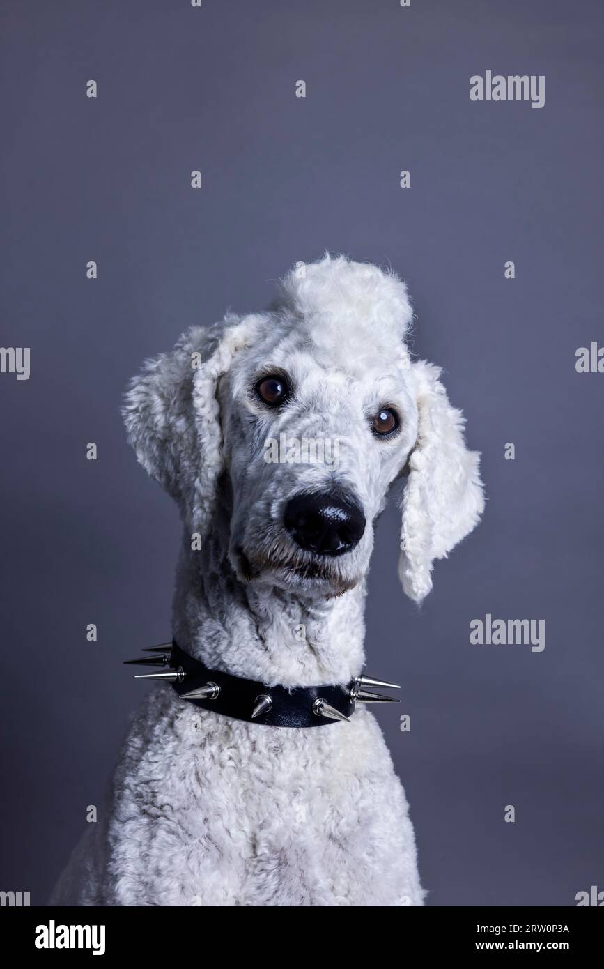 Cologne punk hi-res stock photography and images - Alamy