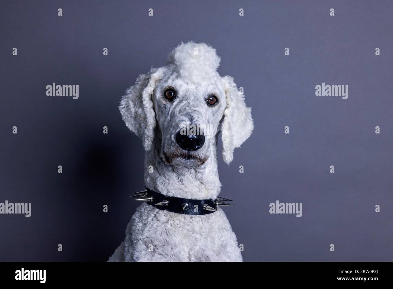 Cologne punk hi-res stock photography and images - Alamy
