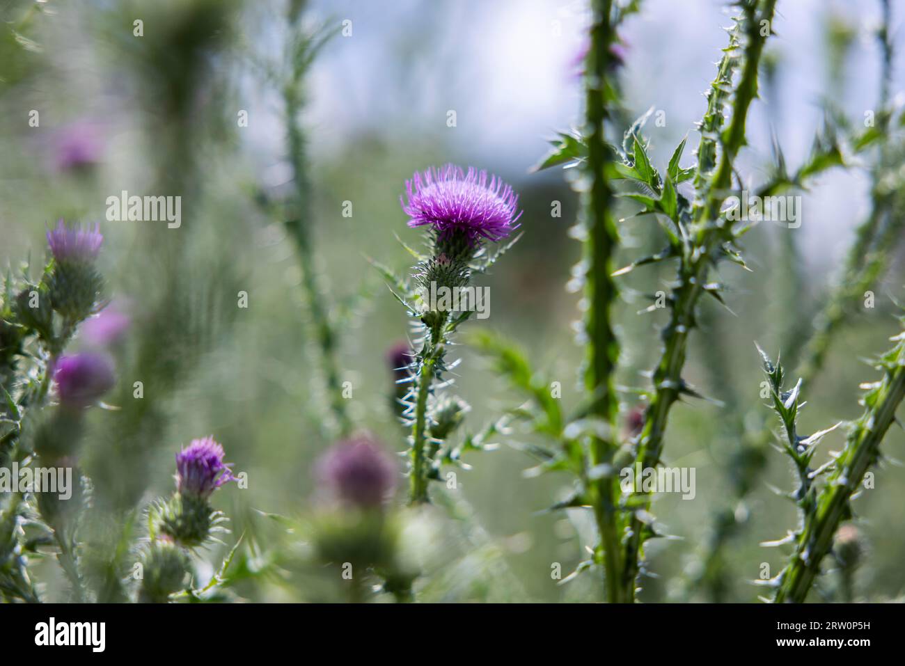 Flowering thistle (Carduus), thistle (Carduus acanthoides) in a field ...
