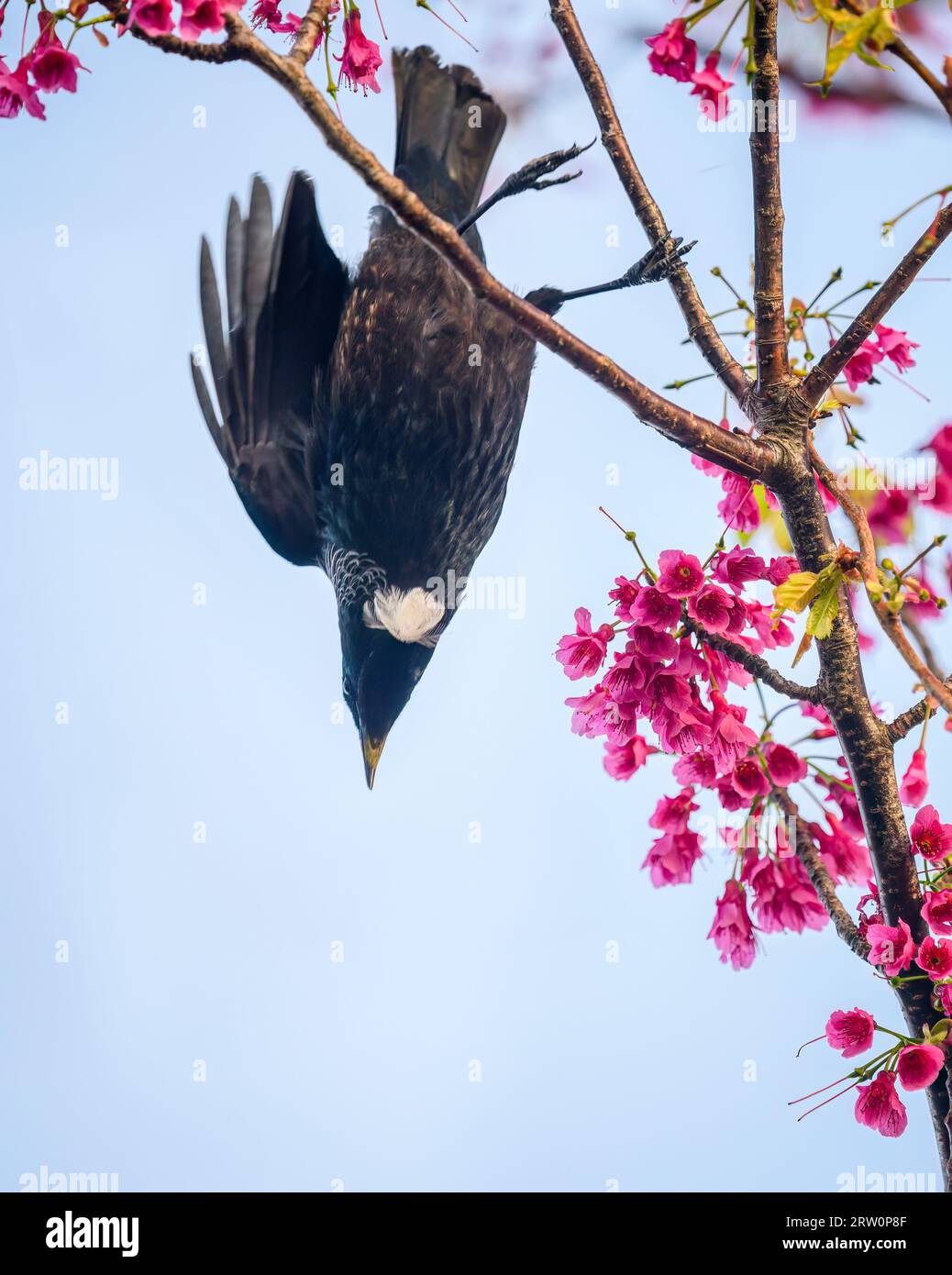Tui endemic honeyeater of new zealand hi-res stock photography and ...