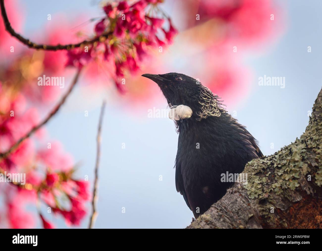 Tui endemic honeyeater of new zealand hi-res stock photography and ...