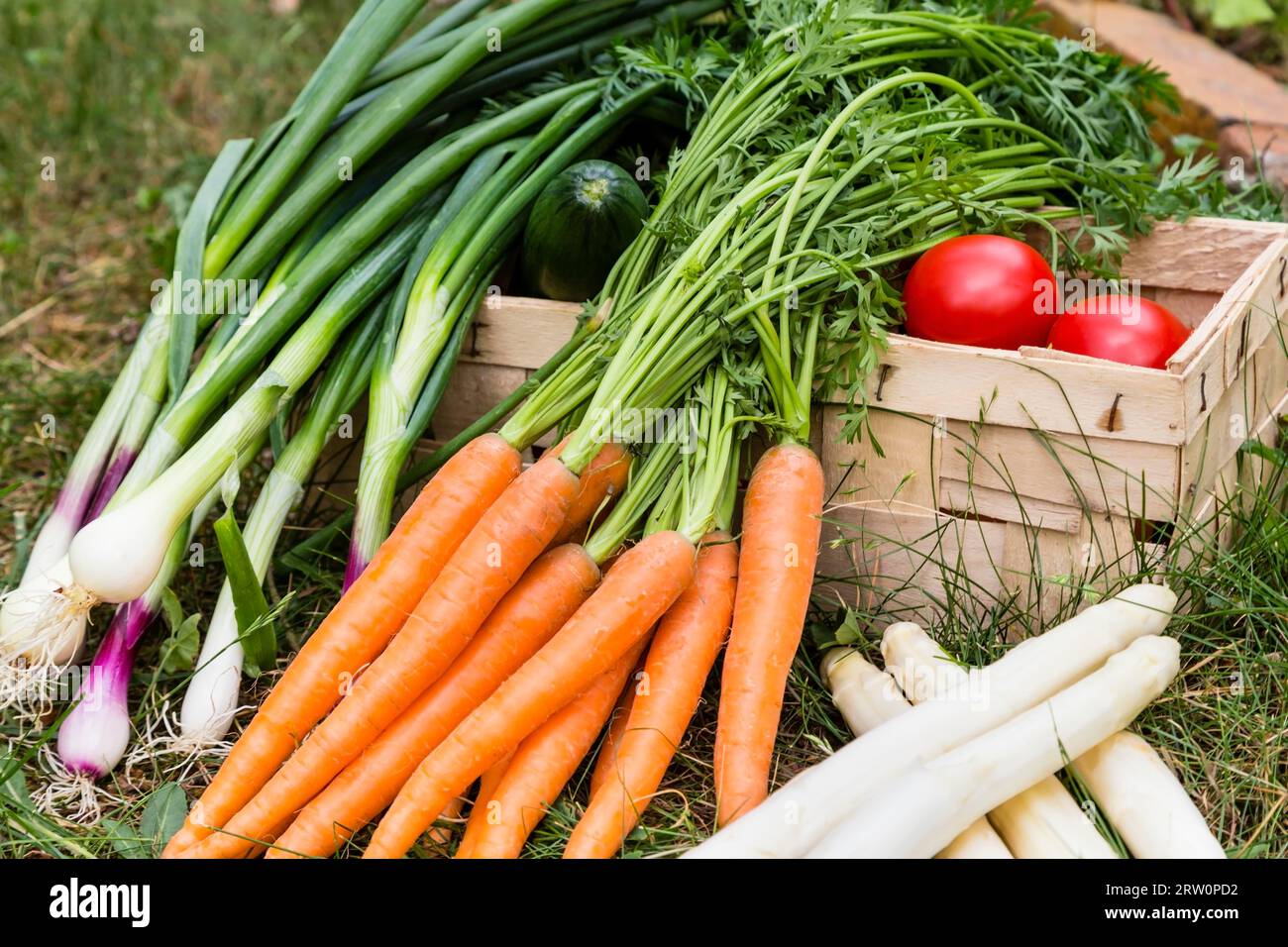 Gemueseernte im Garten, Ernte von Gemuese in einem Garten Stock Photo ...