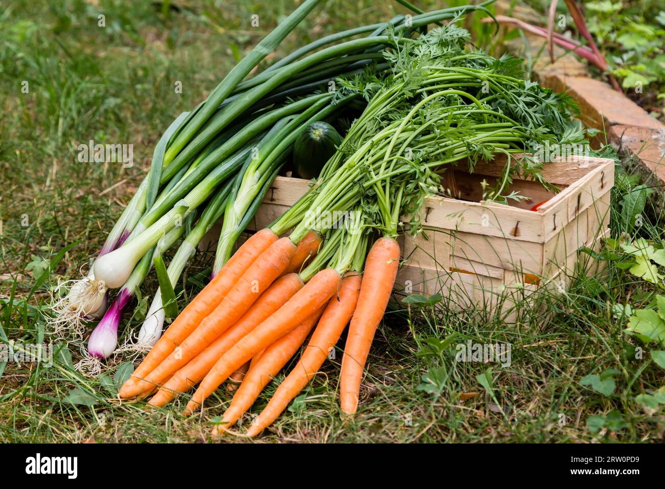 Gemueseernte im Garten, Ernte von Gemuese in einem Garten Stock Photo ...