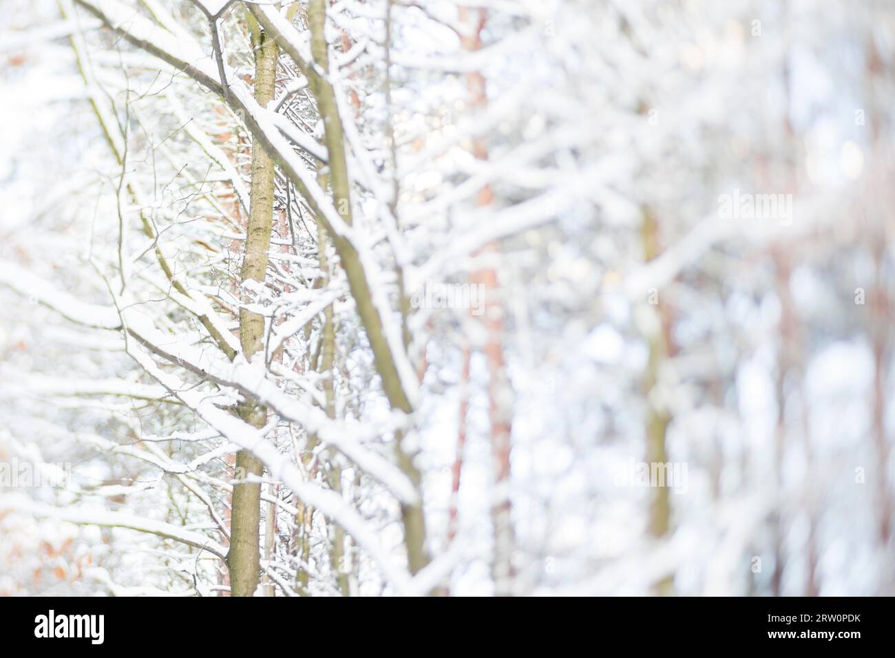 Tree with snow in a forest hi-res stock photography and images - Alamy