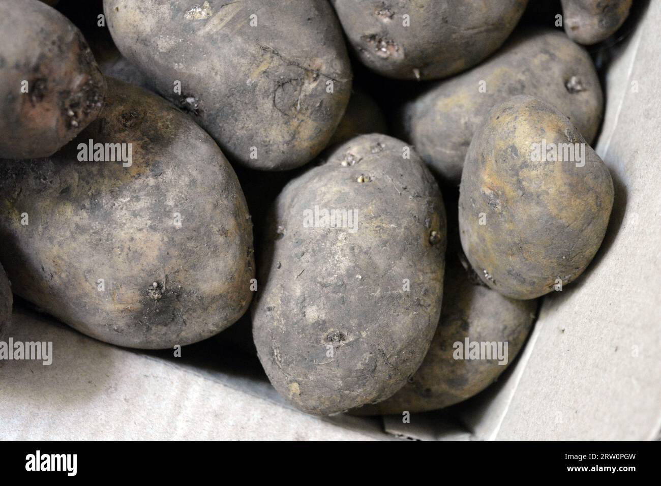 Food, fresh vegetables, wholesome and healthy food, lots of potatoes ...