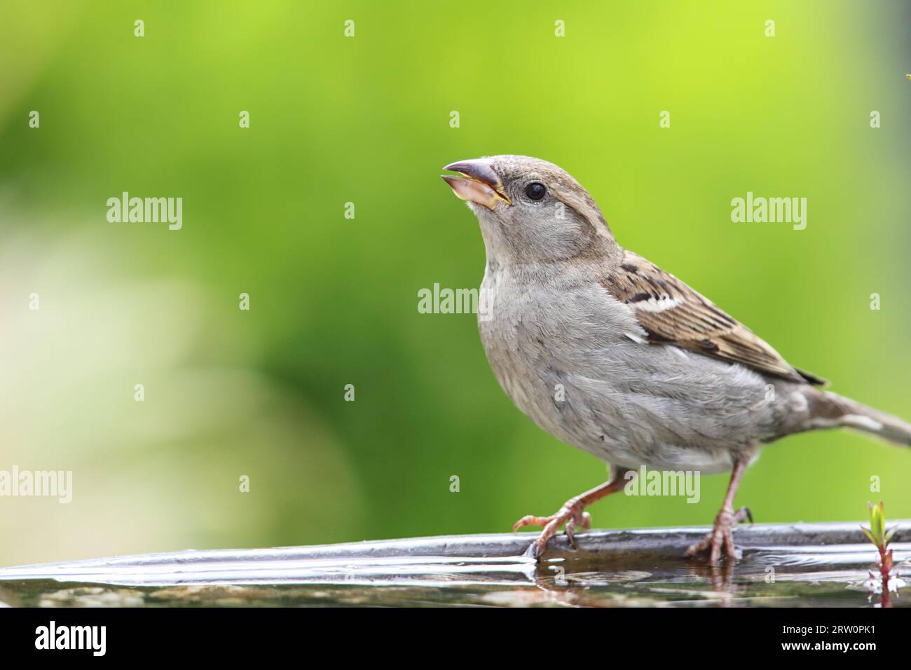 House sparrow drink water hi-res stock photography and images - Alamy
