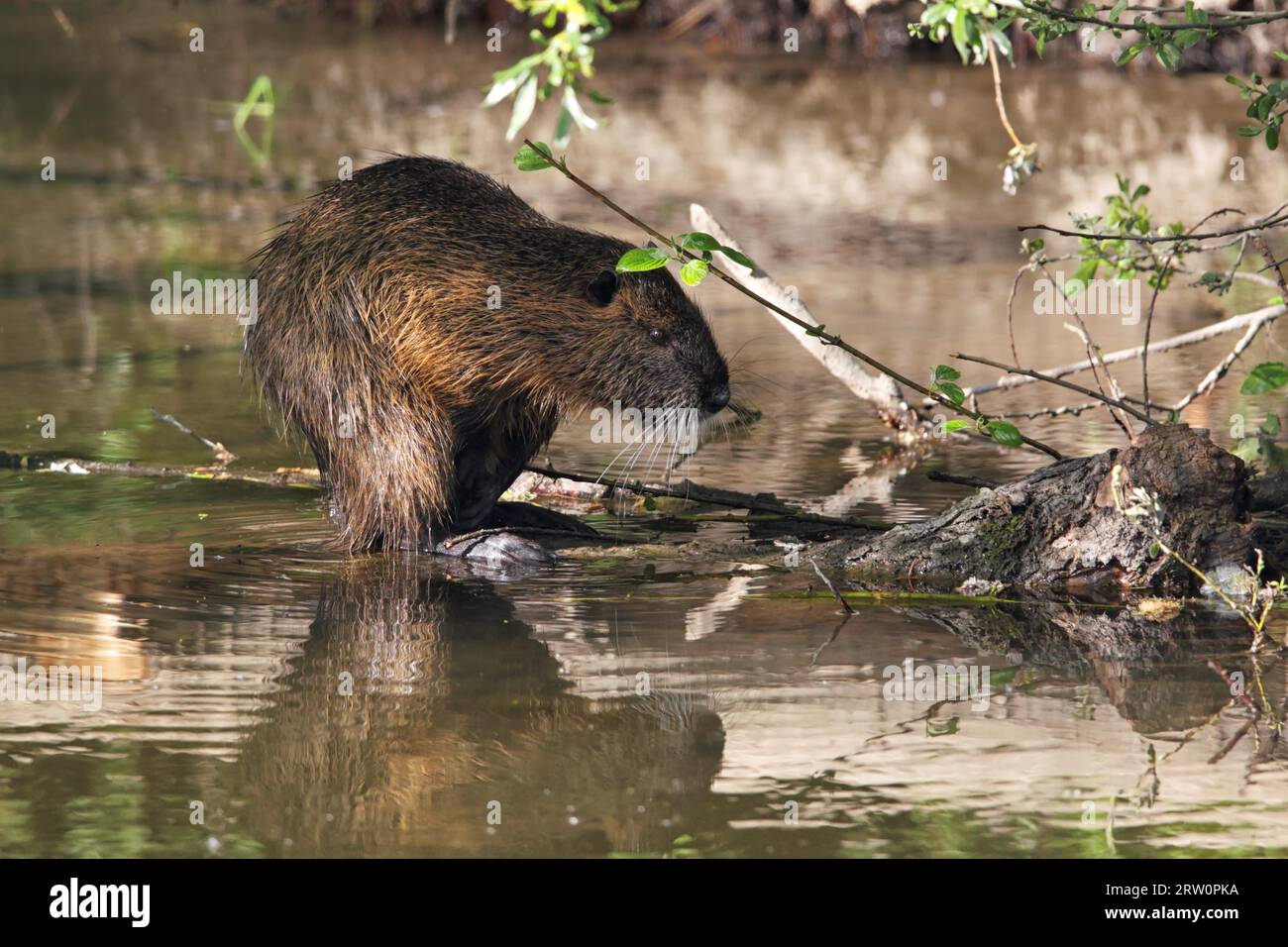A nutria (Myocastor coypus), a rodent species introduced to Germany ...