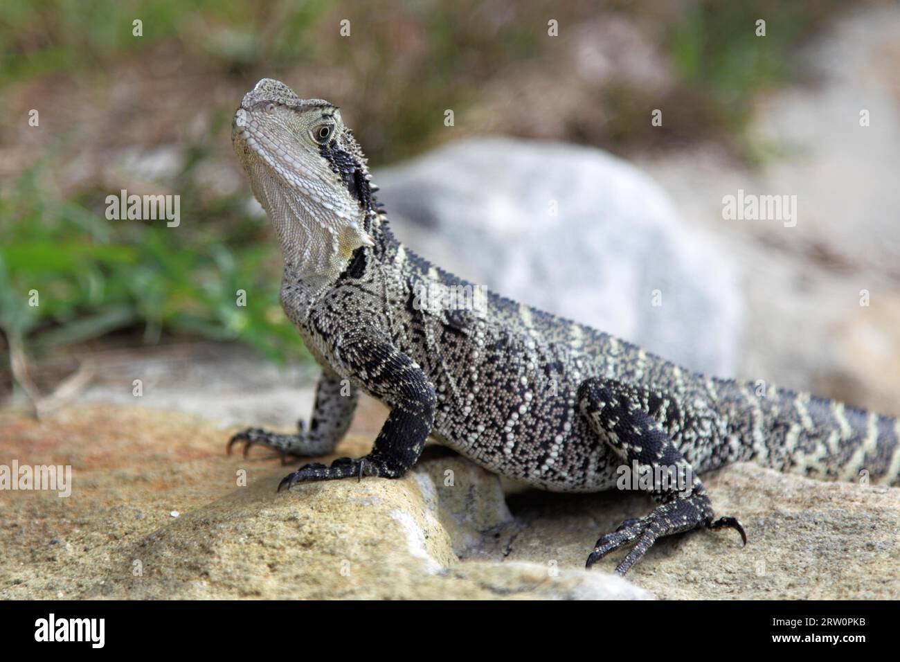 Australian water dragon (Physignathus lesueurii) sitting on a rock at ...