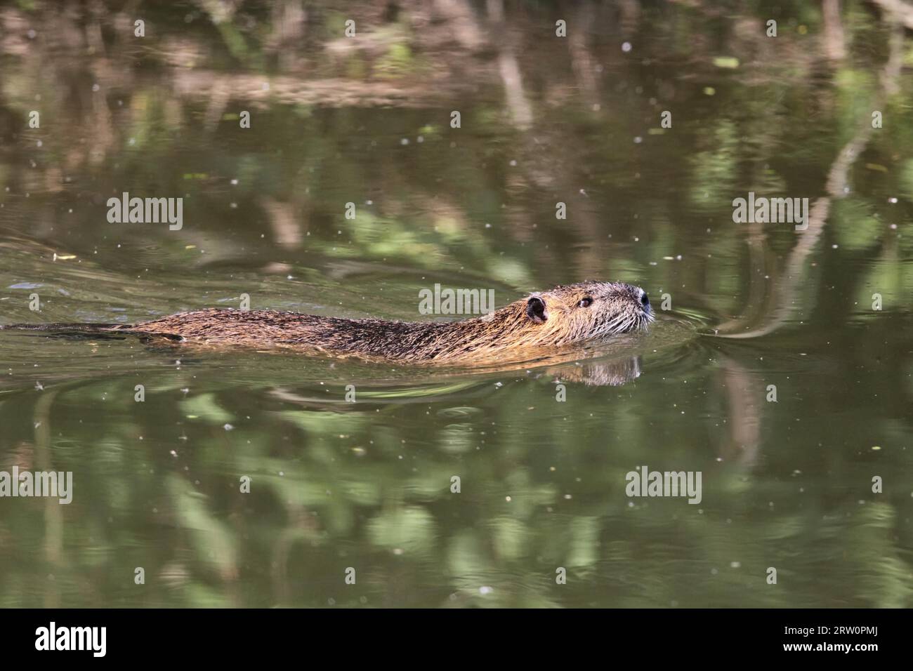 A nutria (Myocastor coypus), a rodent species that has become ...