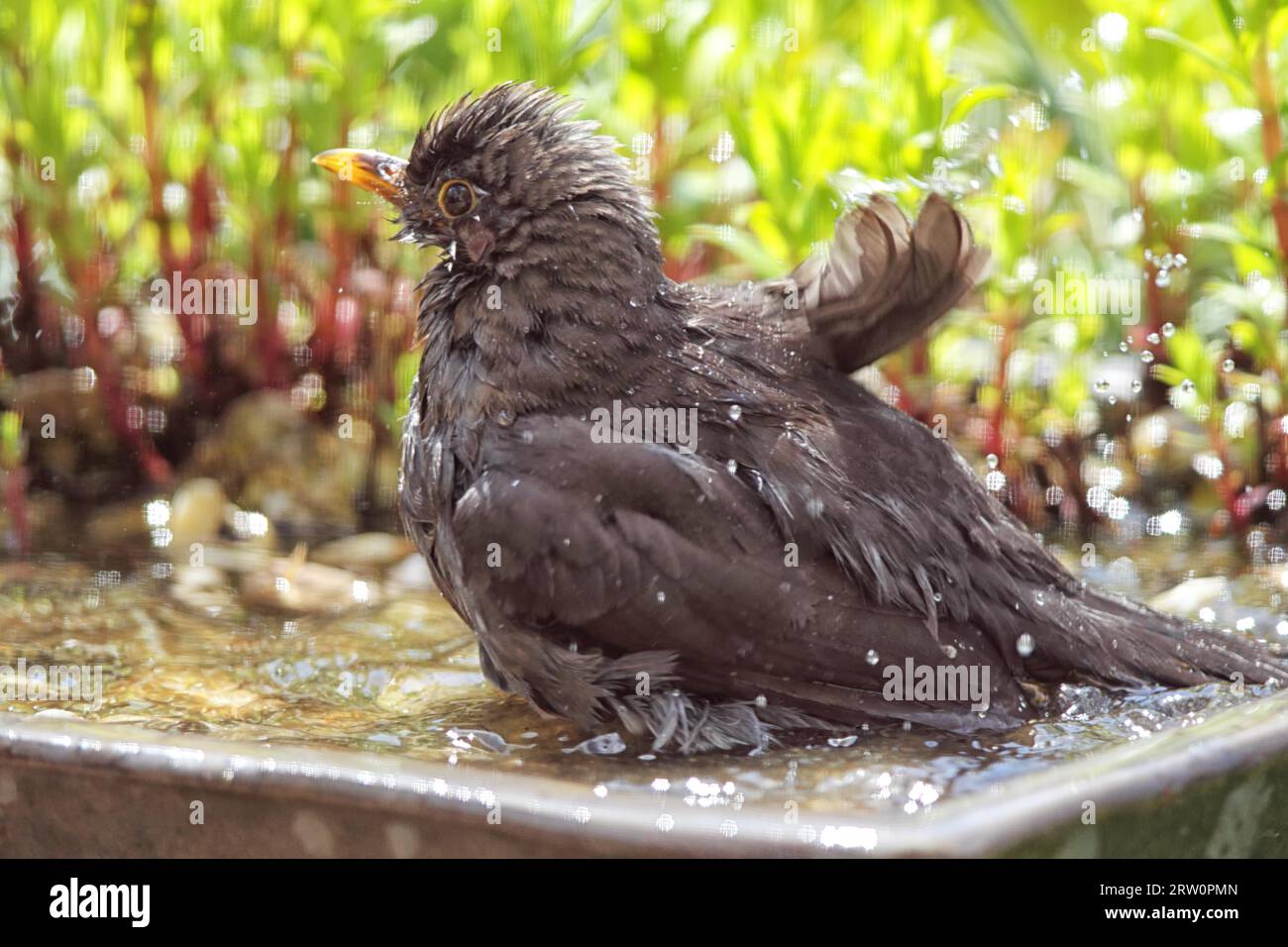 Blackbird (Turdus merula) bathing in a bird bath Stock Photo - Alamy