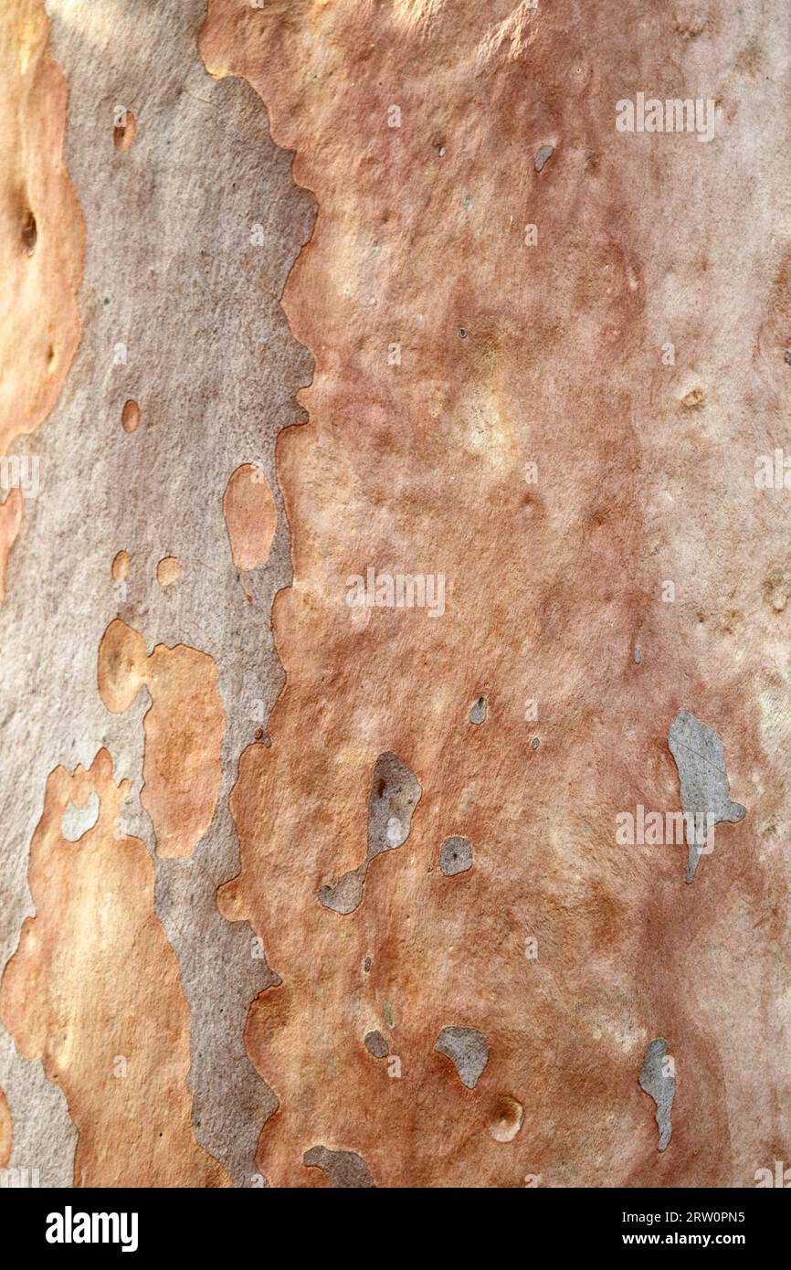 Close-up of the textured bark of a eucalyptus tree in Australia Stock ...