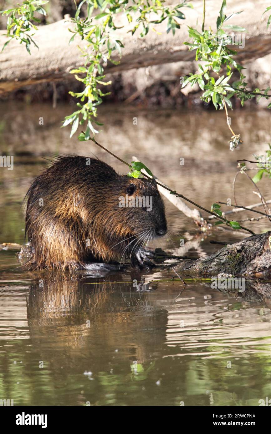 A nutria (Myocastor coypus), a rodent species introduced to Germany ...