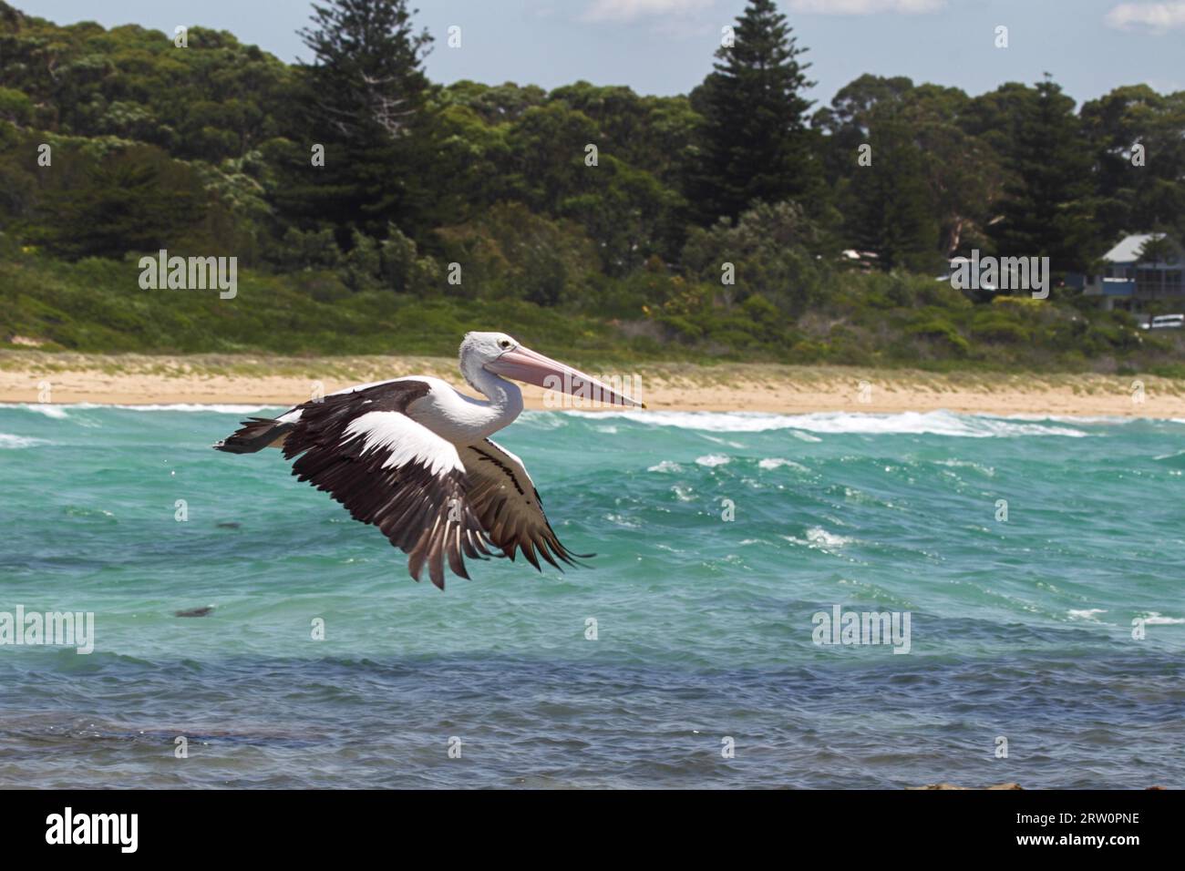 Australian pelican (Pelecanus conspicillatus) in flight in South Durras ...