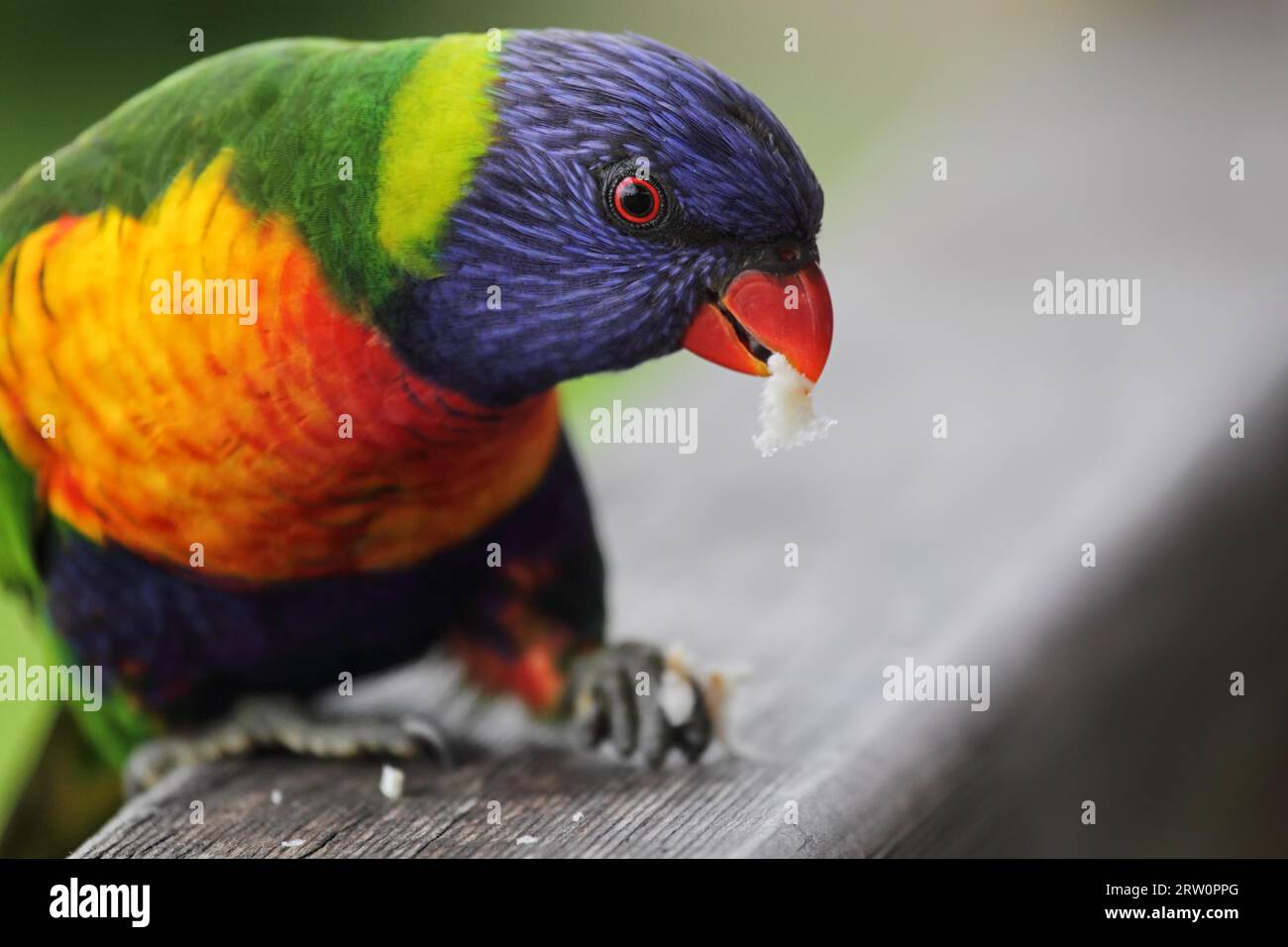 Coconut lorikeet (Trichoglossus haematodus) in Batemans Bay, Australia ...