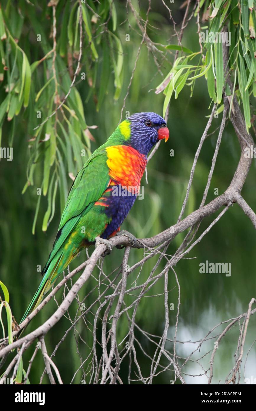 Coconut lorikeet (Trichoglossus haematodus) in Batemans Bay, Australia ...