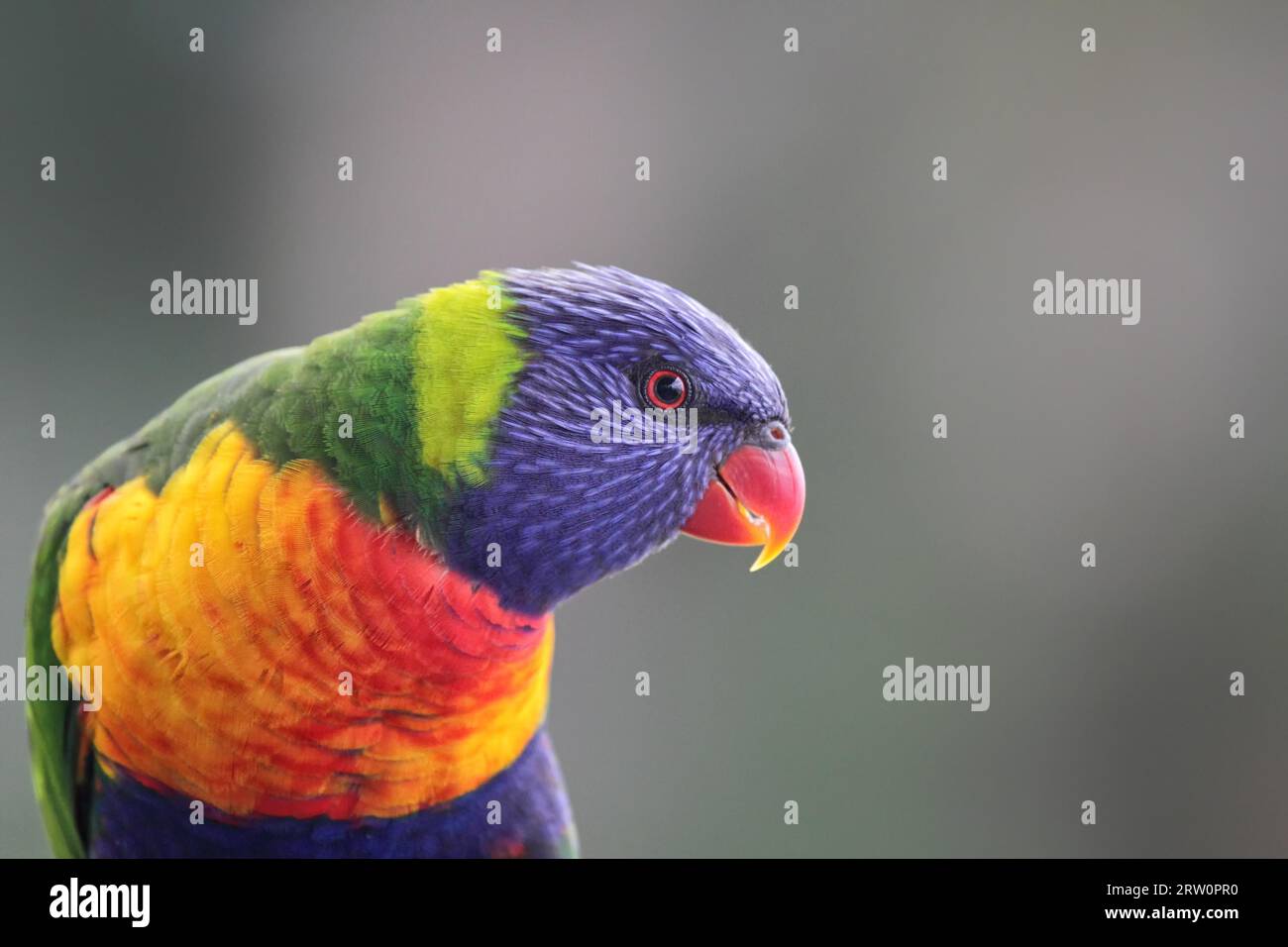 Coconut lorikeet (Trichoglossus haematodus) in Batemans Bay, Australia ...