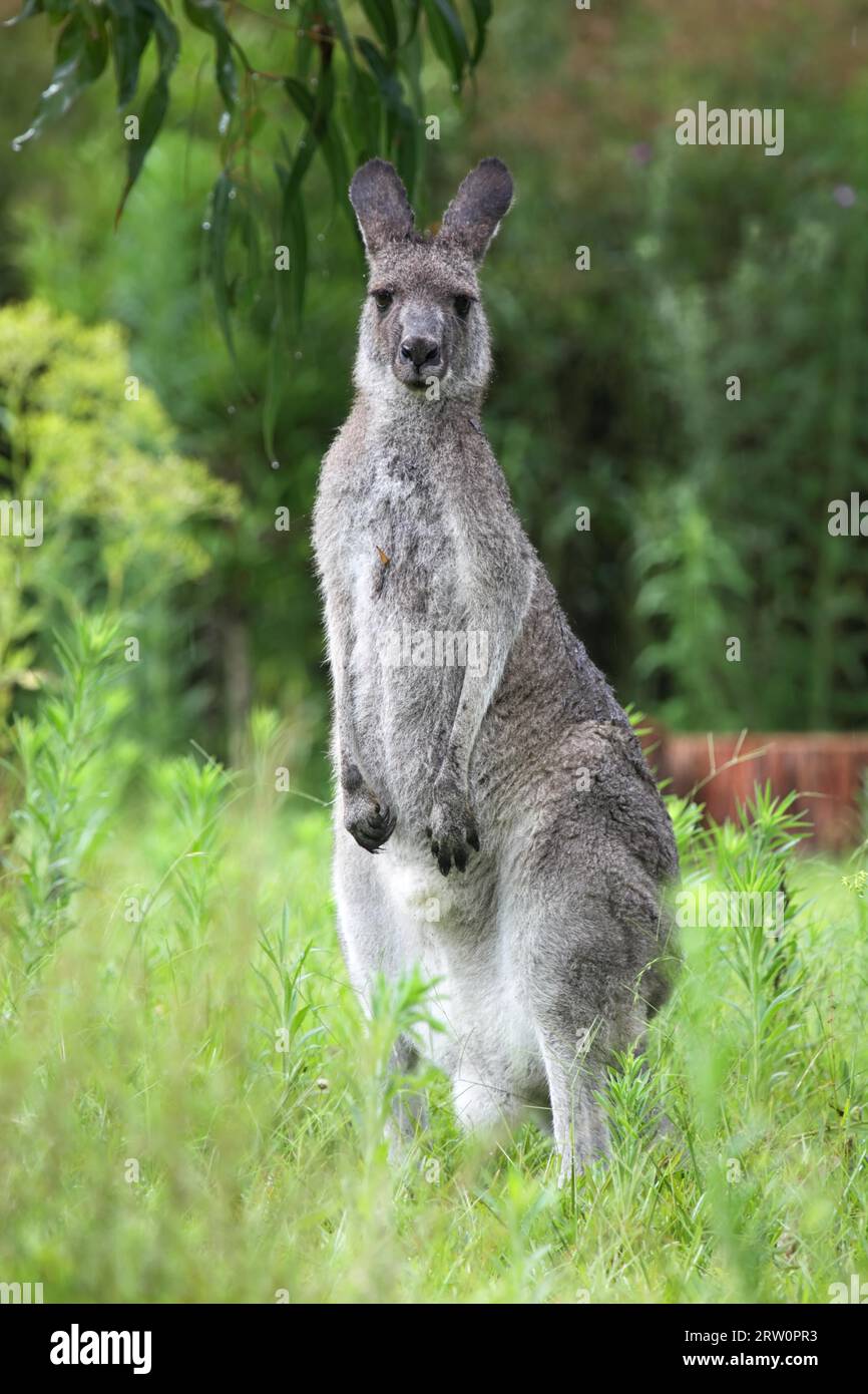 Eastern grey kangaroo (Macropus giganteus) in the rain in Australia ...