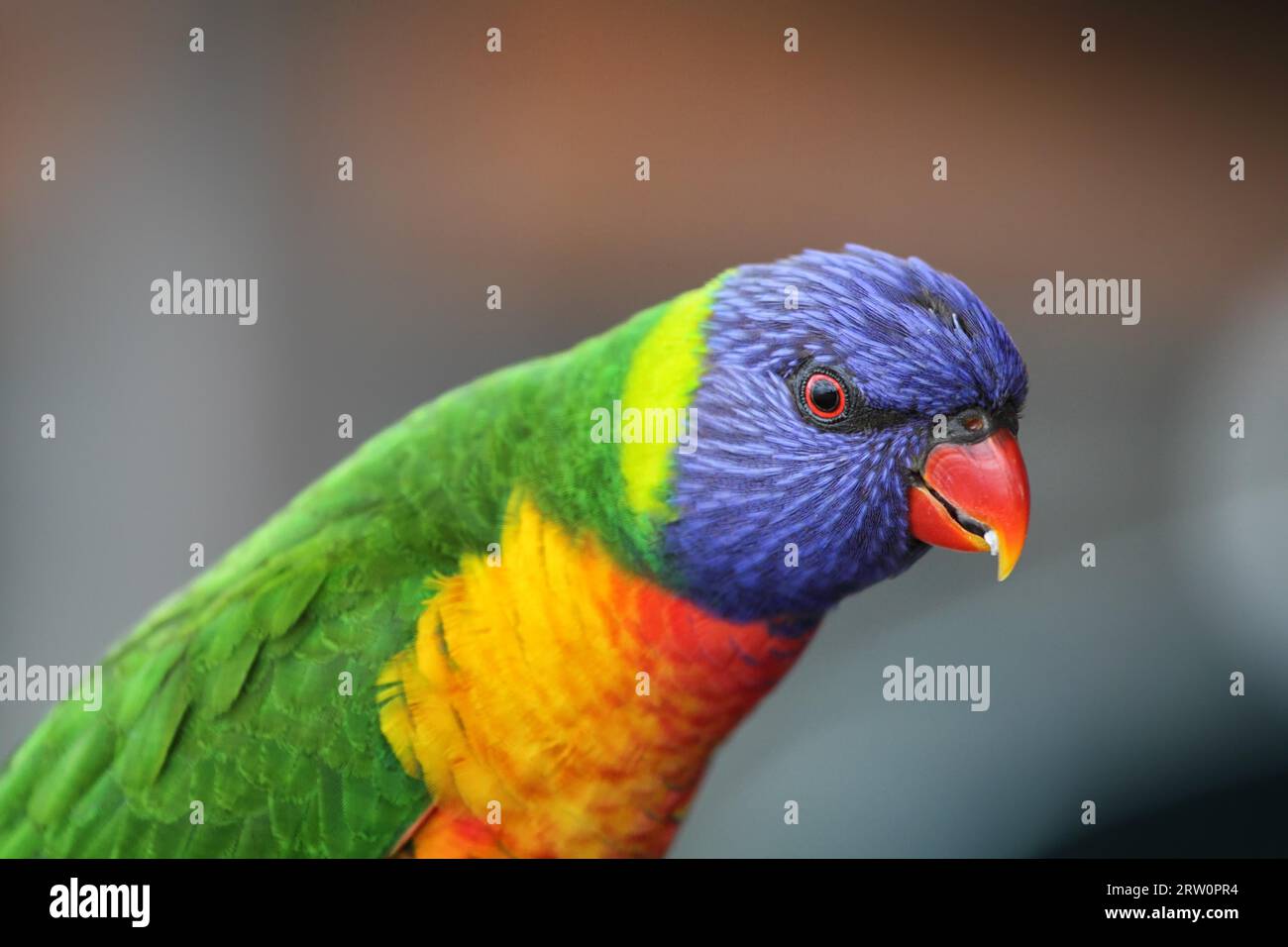 Coconut lorikeet (Trichoglossus haematodus) in Batemans Bay, Australia ...