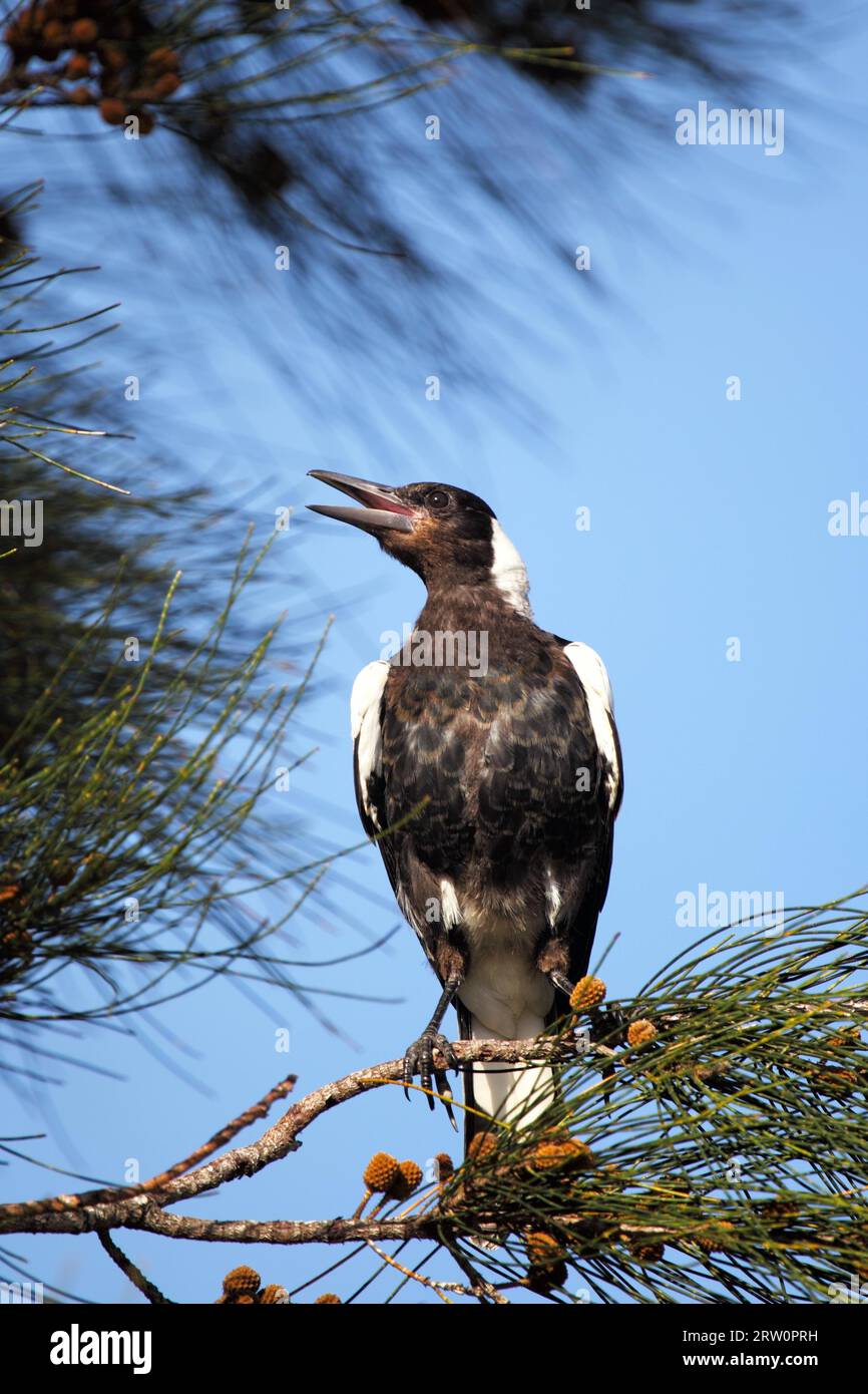 Australian magpie singing hi-res stock photography and images - Alamy