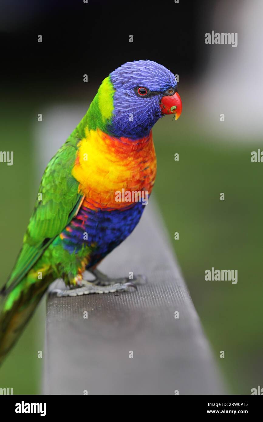 Coconut lorikeet (Trichoglossus haematodus) in Batemans Bay, Australia ...