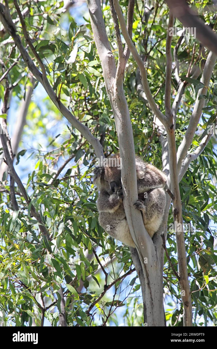 A koala (Phascolarctos cinereus) sleeping on a eucalyptus tree on ...