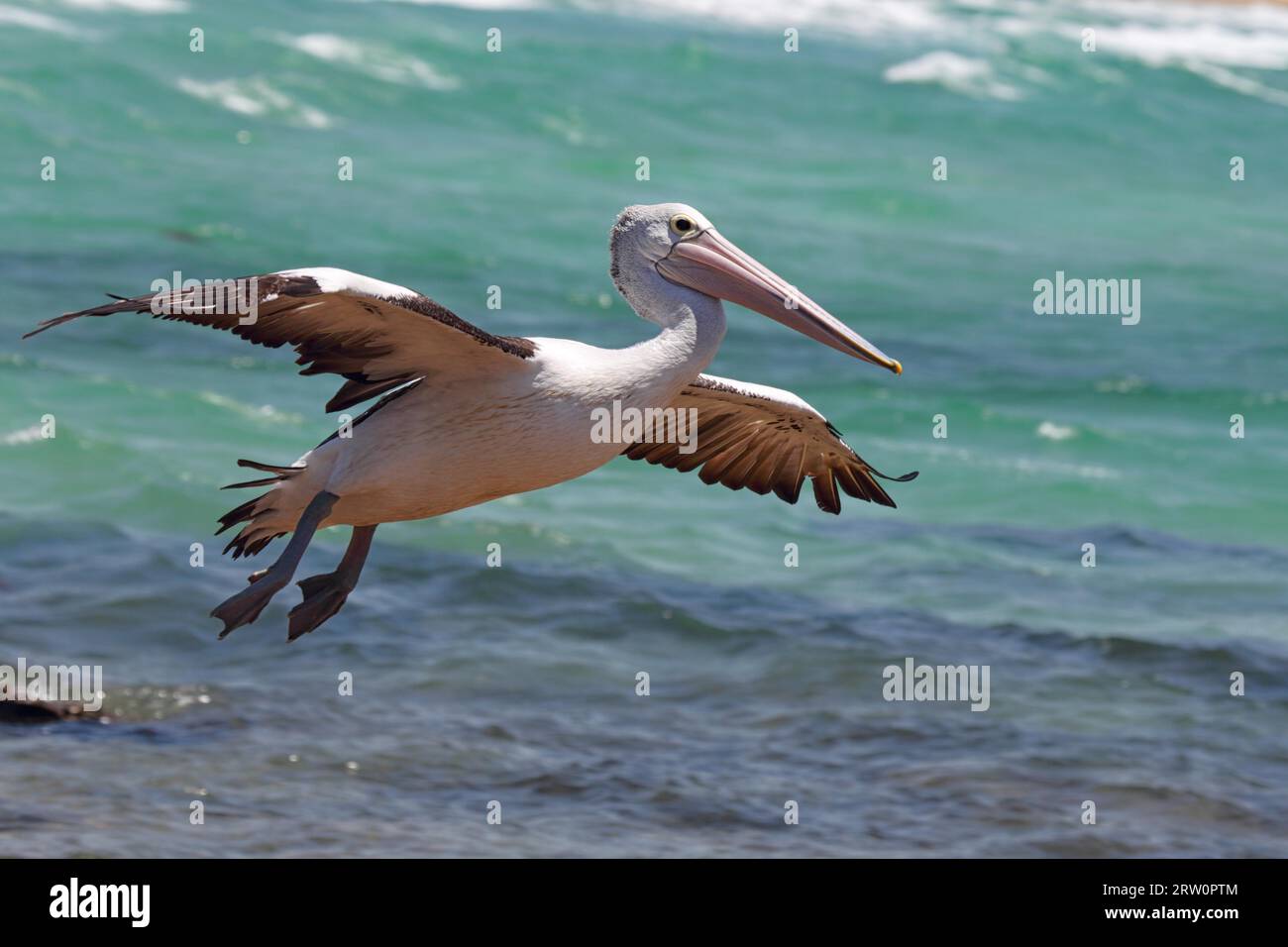 Australian pelican in flight hi-res stock photography and images - Alamy