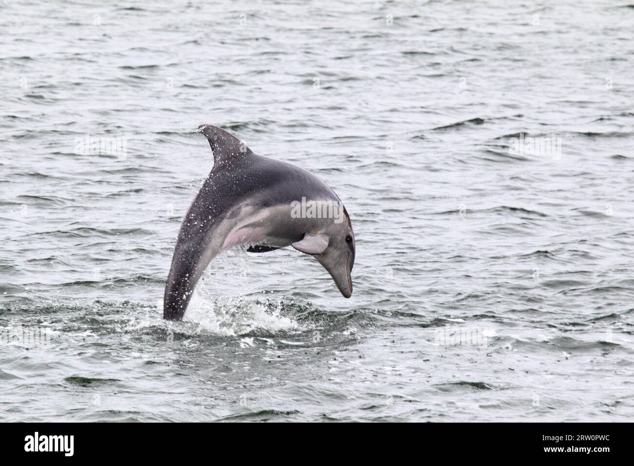 Jumping Burrunan dolphin (Tursiops australis) in Lake King in Lakes ...