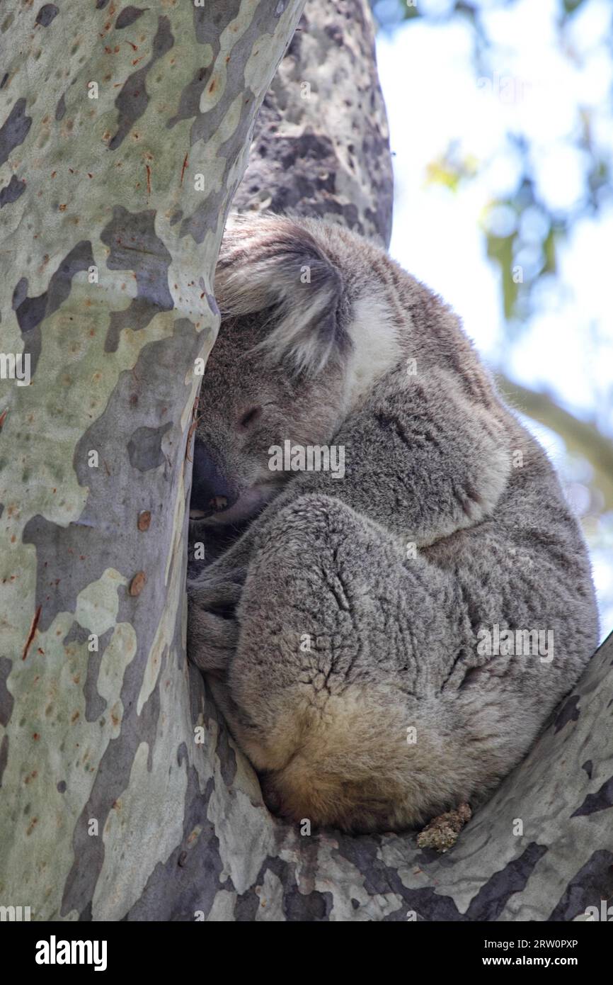 A koala (Phascolarctos cinereus) sleeping on a eucalyptus tree on ...