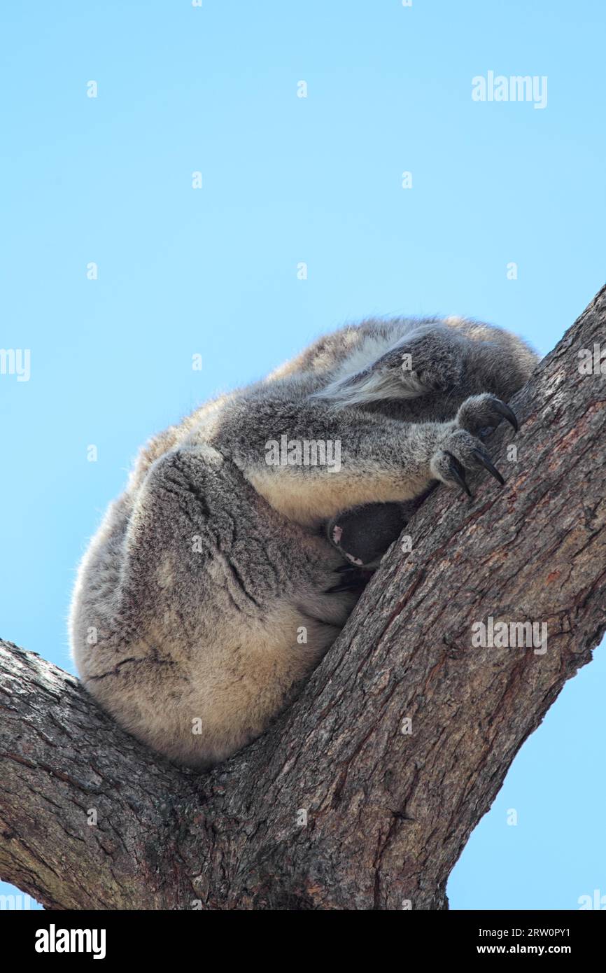 A koala (Phascolarctos cinereus) sleeping on a eucalyptus tree on ...