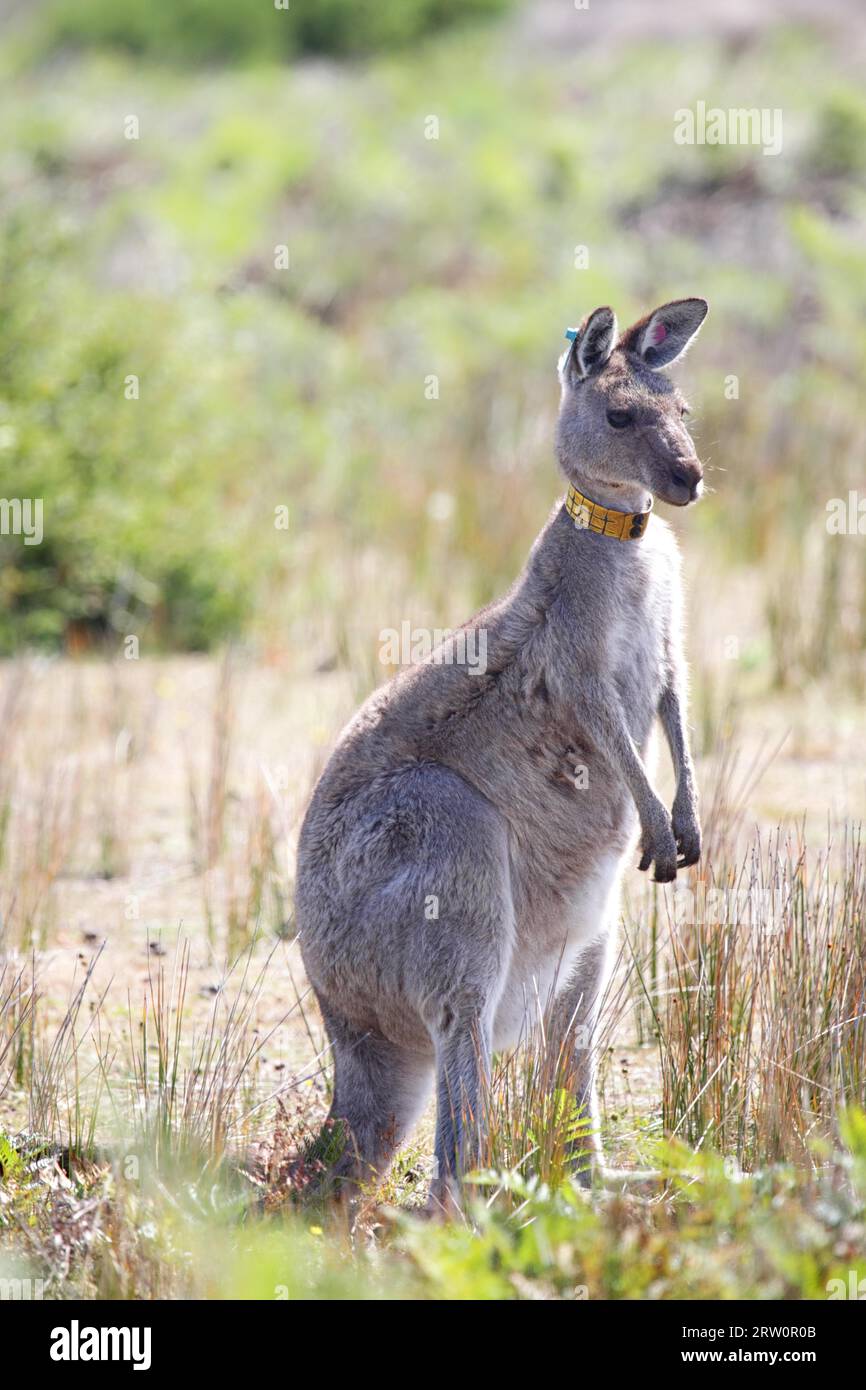 Eastern grey kangaroo (Macropus giganteus) in Wilsons Promontory ...