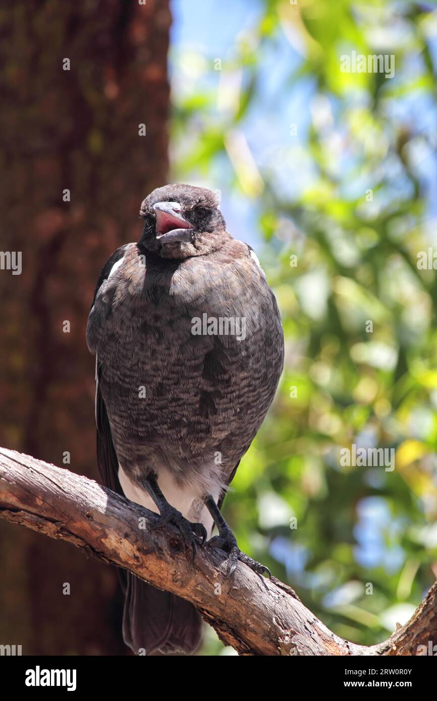 Young australian magpie (Gymnorhina tibicen) sitting on a branch and ...