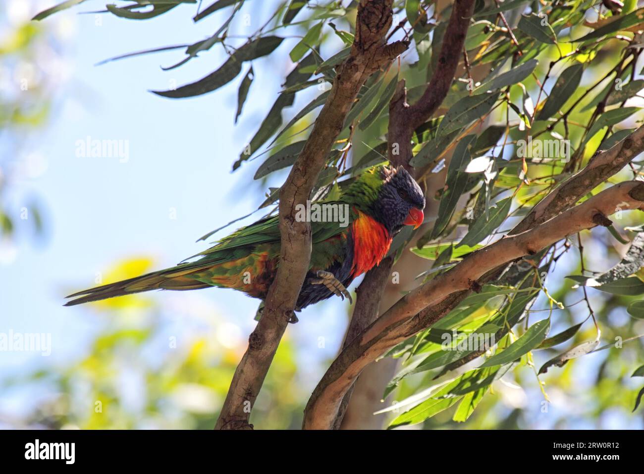 Coconut lorikeet (Trichoglossus haematodus) in a tree on Raymond Island ...
