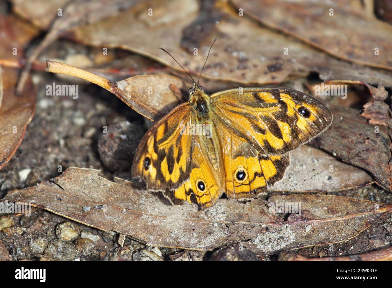 Common Brown (Heteronympha merope) on Phillip Island, Victoria ...
