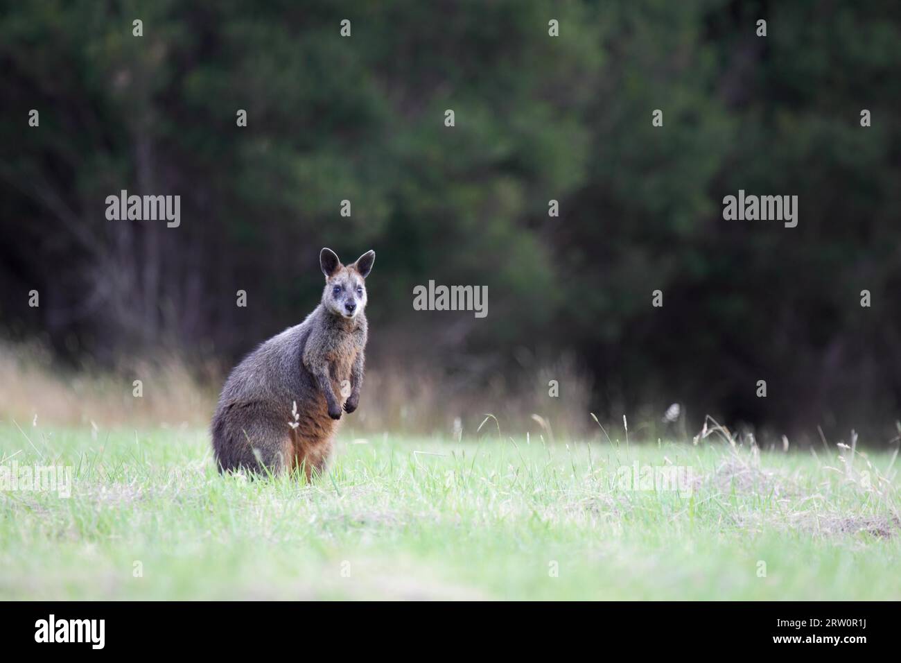 Australian marsupial hi-res stock photography and images - Alamy