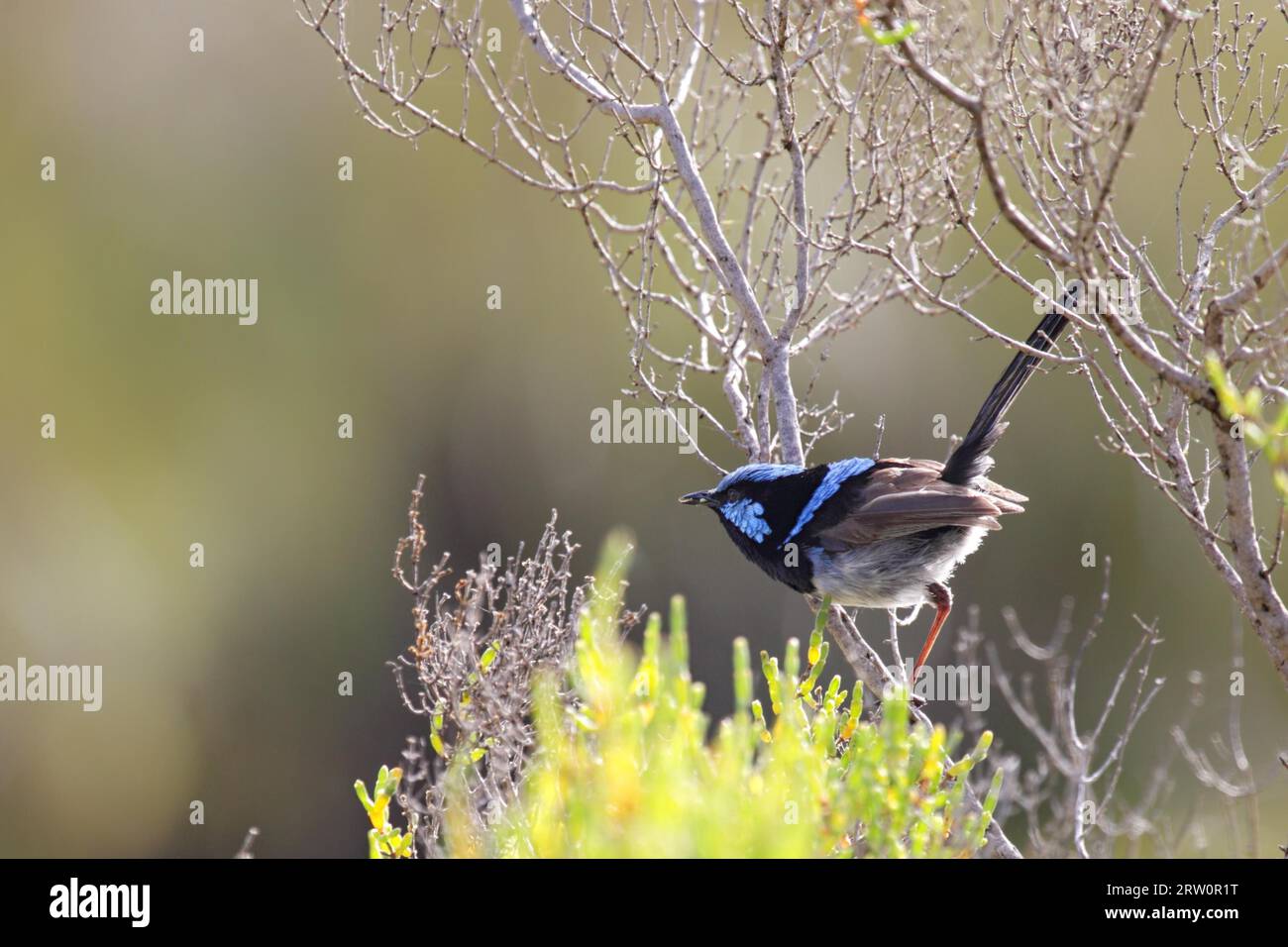 Superb fairywren (Malurus cyaneus) sitting in a bush on Phillip Island ...