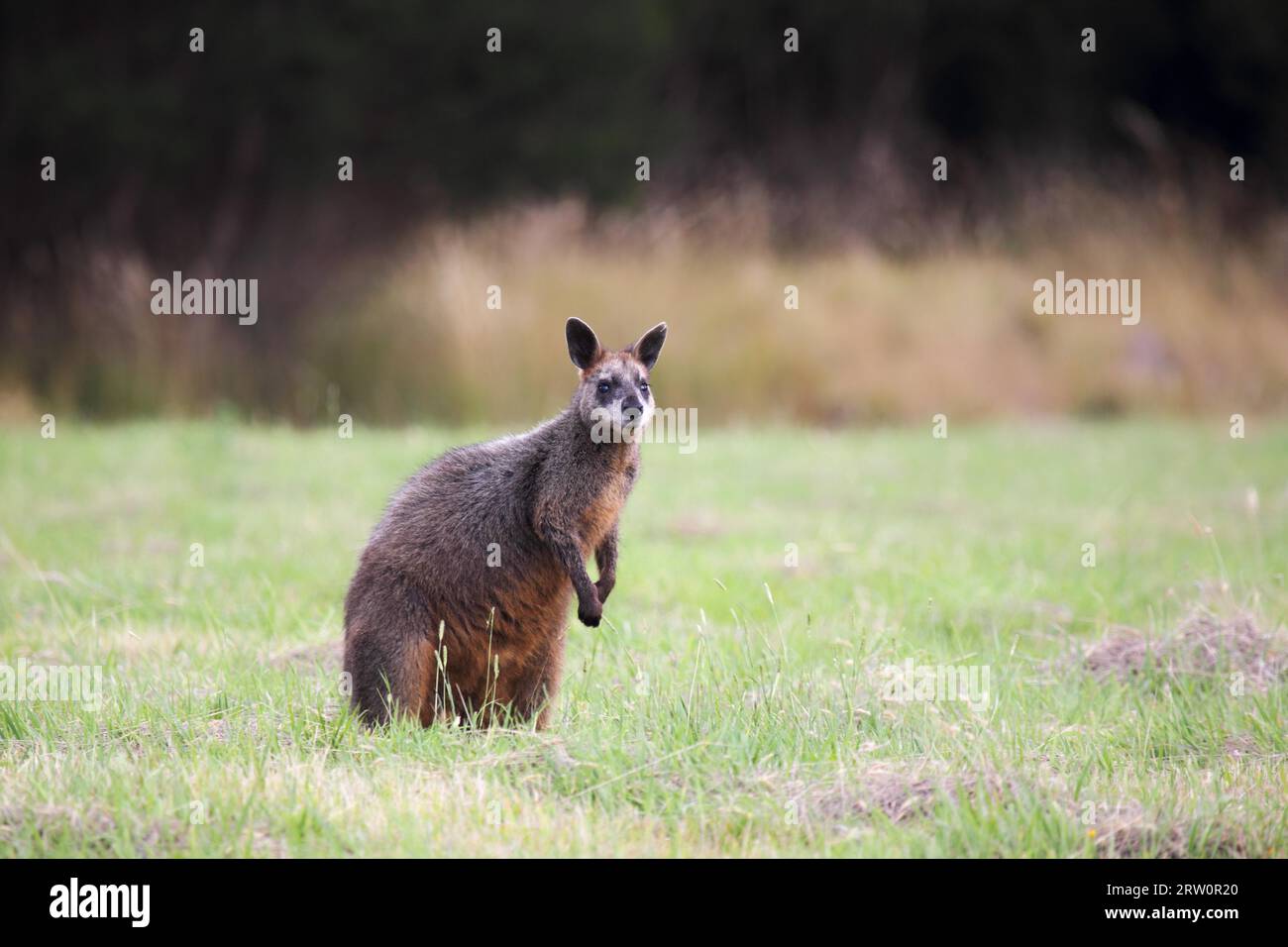 Australian marsupial hi-res stock photography and images - Alamy