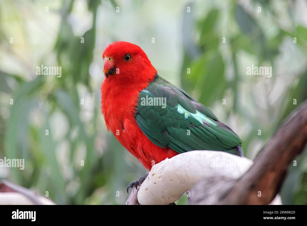 Male australian king parrot (Alisterus scapularis) sitting on a branch ...