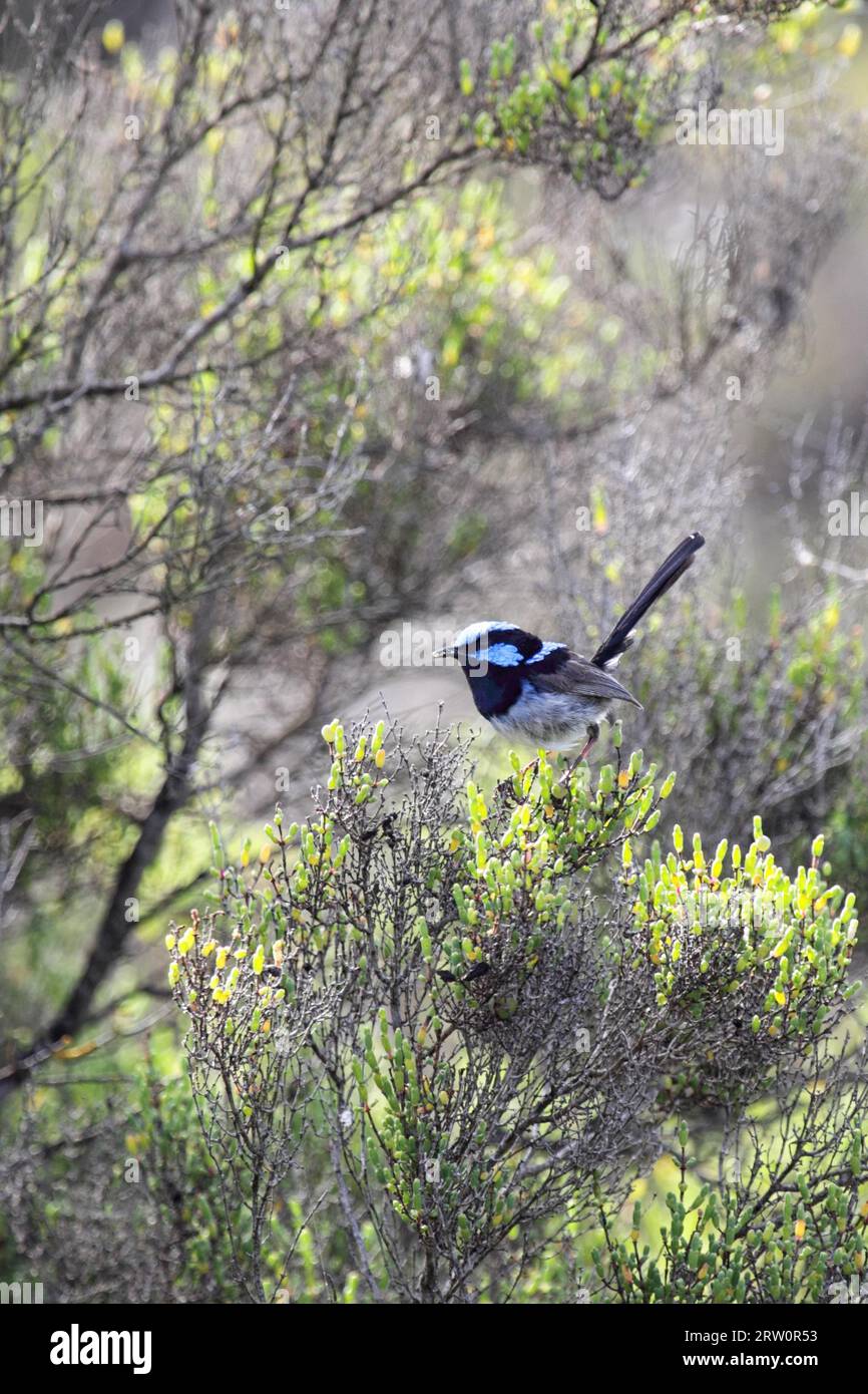Superb fairywren (Malurus cyaneus) sitting in a bush on Phillip Island ...