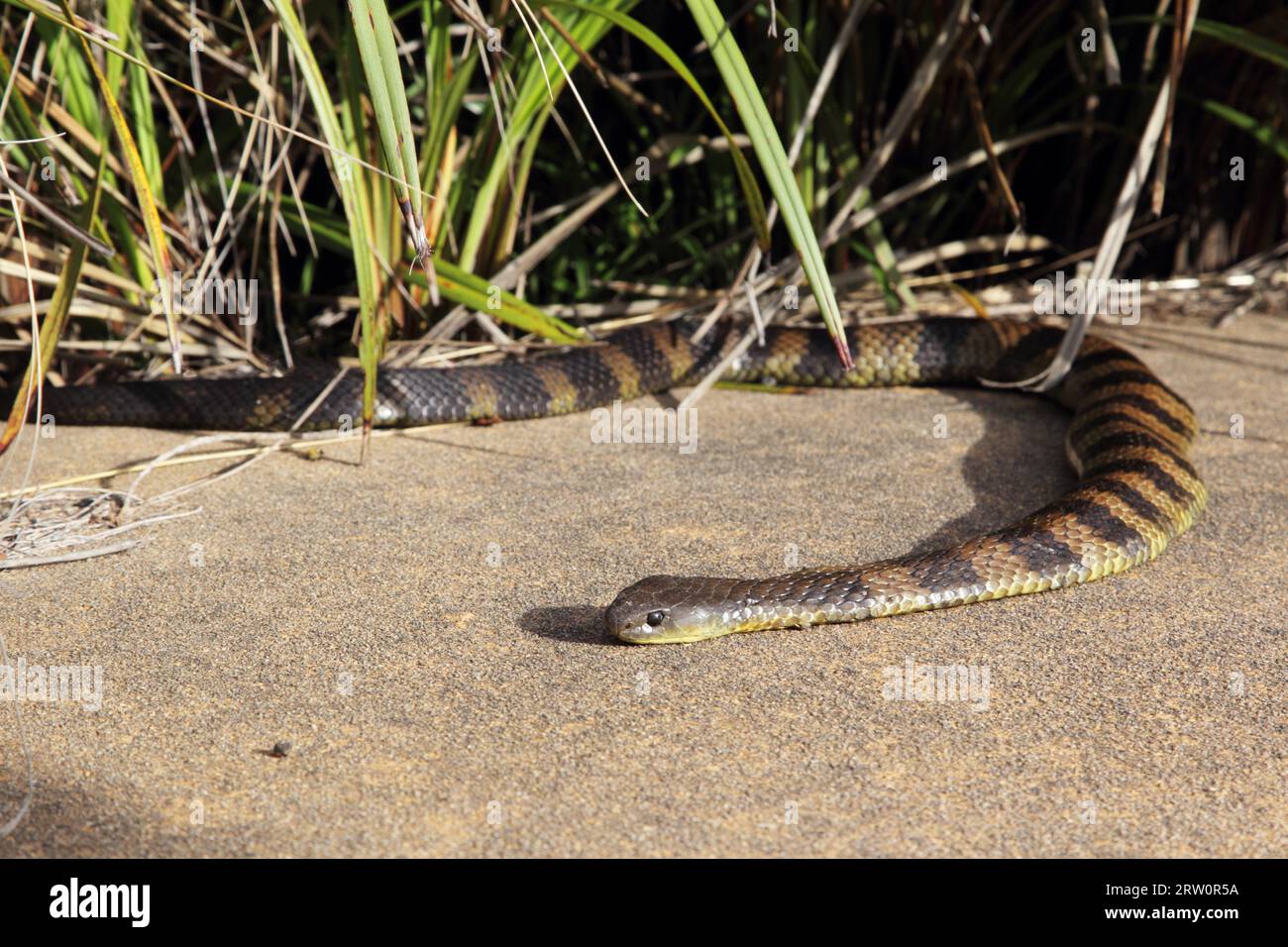 Mainland tiger snake (Notechis scutatum) near the Twelve Apostles on ...