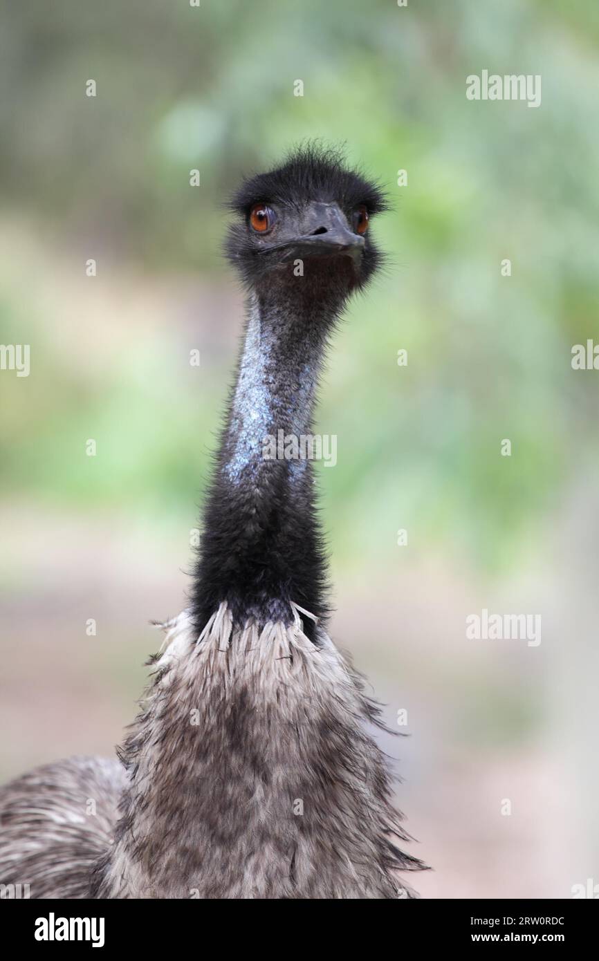 Emu hill nature reserve hi-res stock photography and images - Alamy