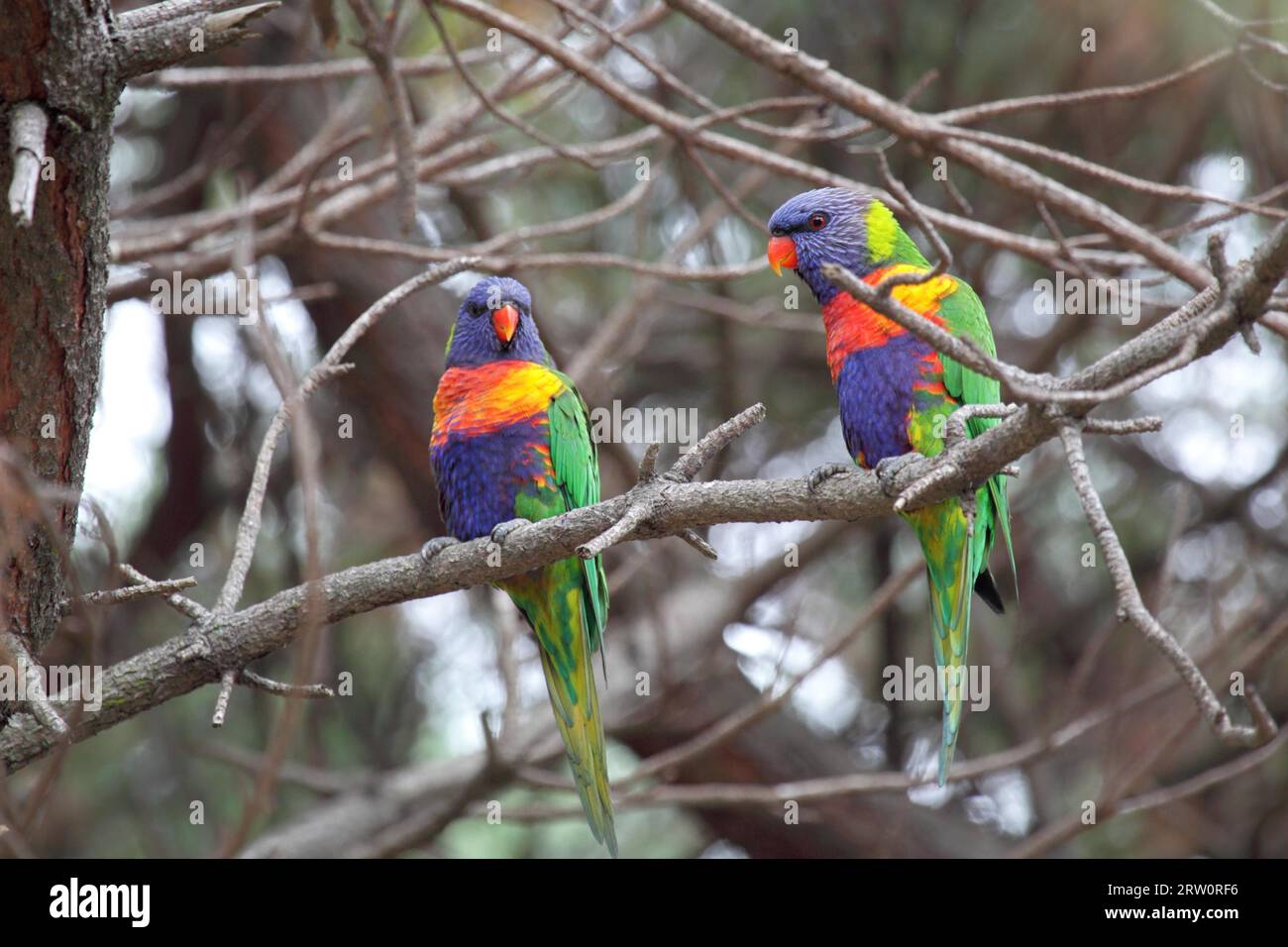 Two coconut lorikeets (Trichoglossus haematodus) sitting in a tree on ...