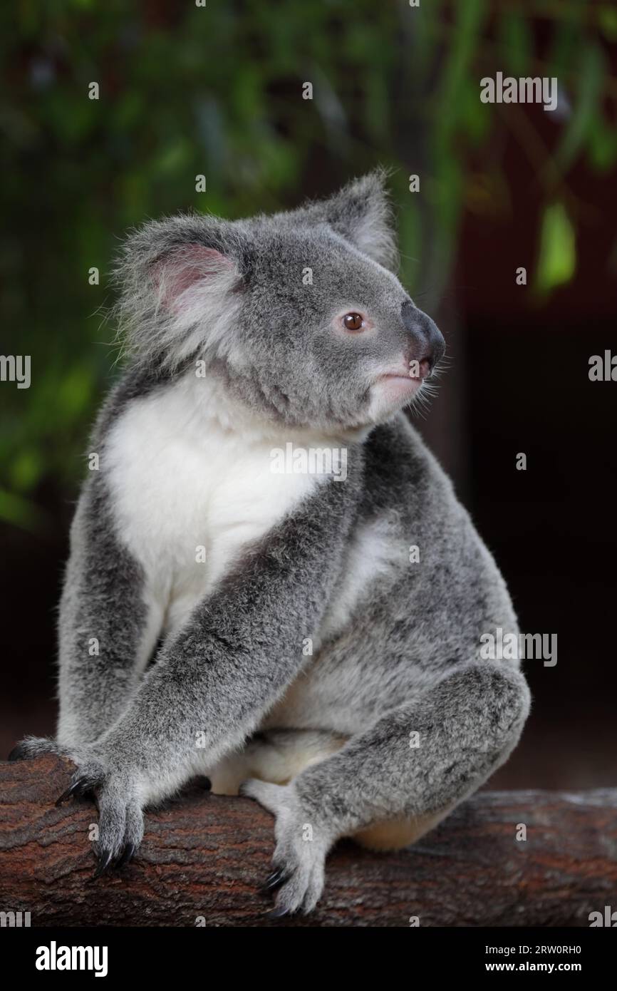 Australia marsupial hi-res stock photography and images - Alamy