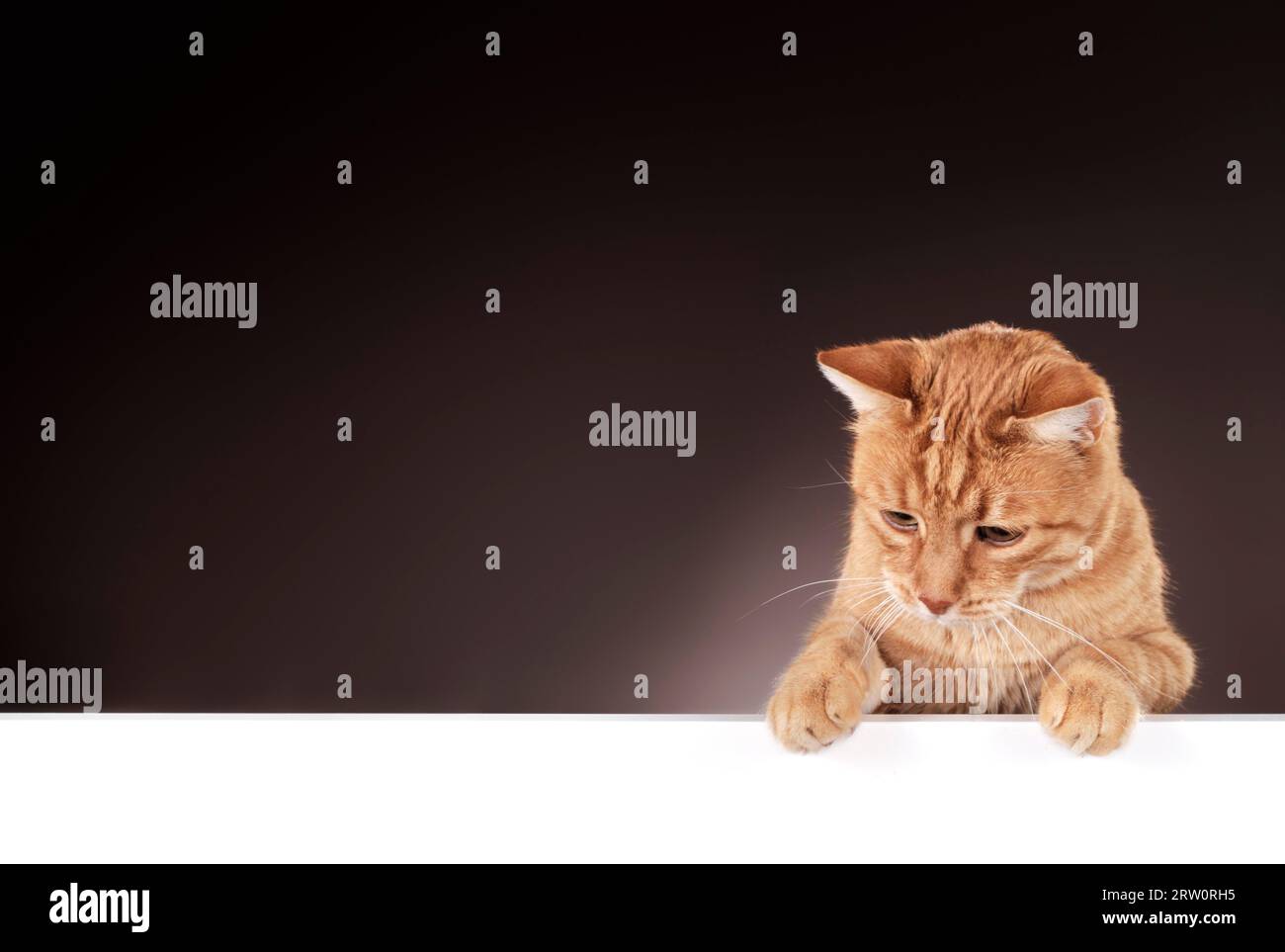 Senior 10 year old ginger cat hanging on a blank white board, looking ...