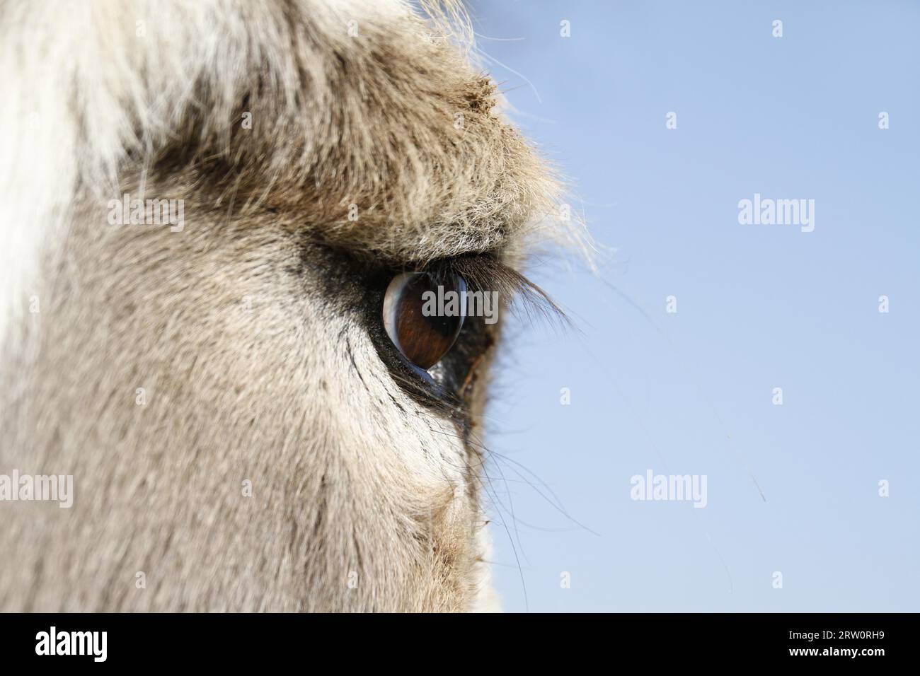 Eye of a donkey Stock Photo - Alamy